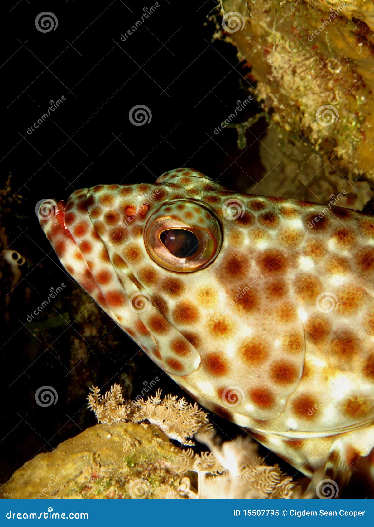 The Greasy Grouper ,Epinephelus Tauvina, Also Known As The Arabian ...