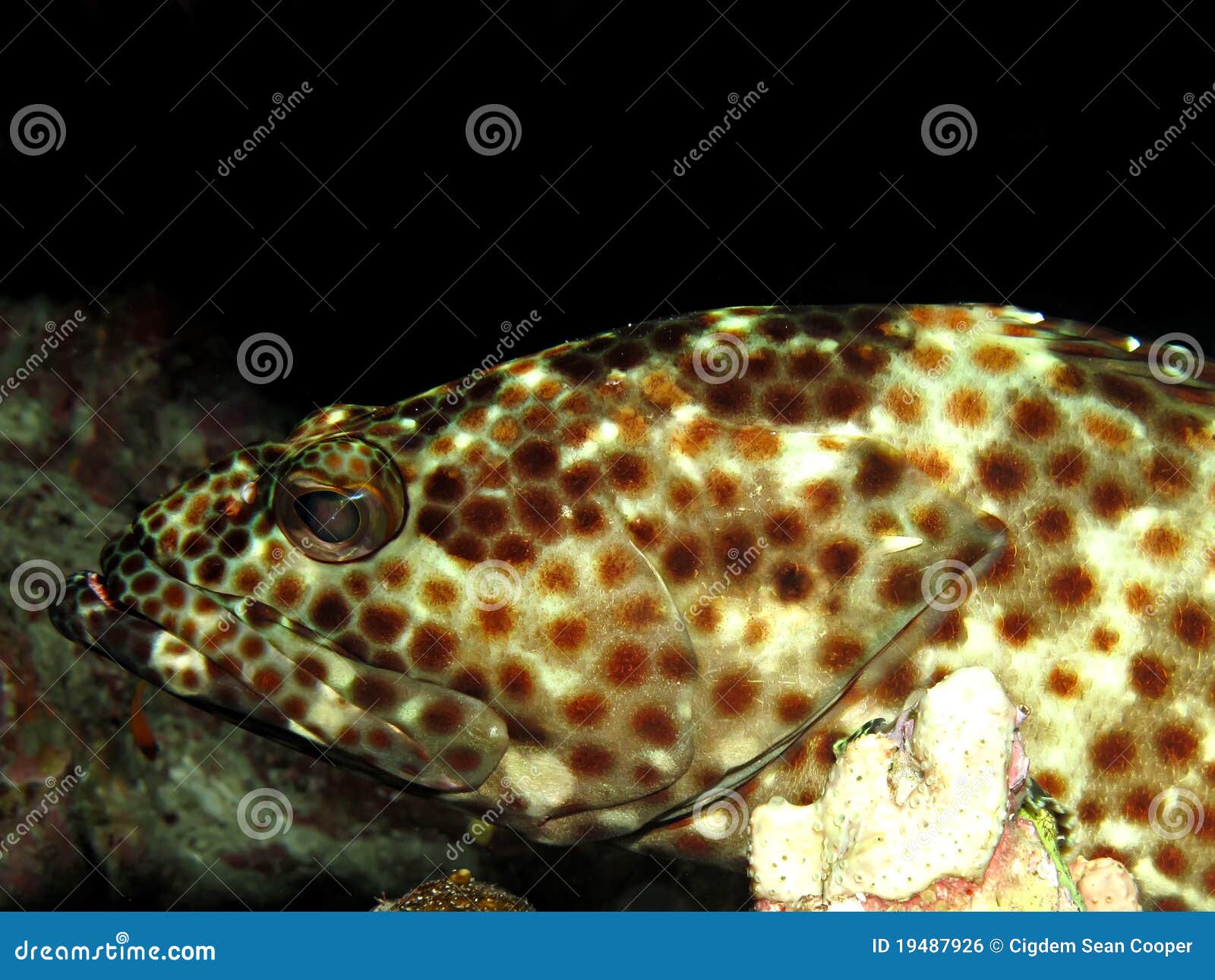 Greasy Grouper Picture. Image: 19487926