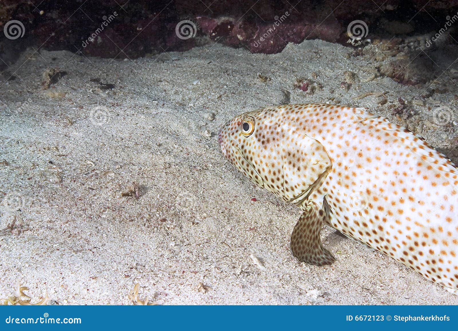 Greasy Grouper (epinephelus Tauvina) Stock Image - Image of fire ...