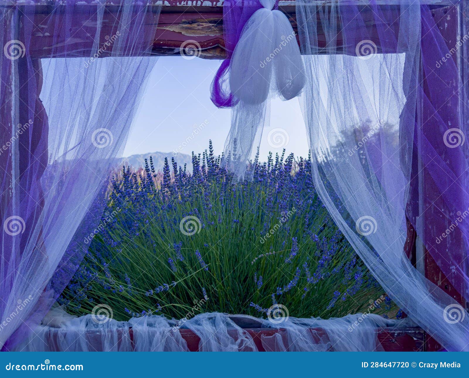 Great Activity and Beautiful Places Creative Concept in Lavender Garden Stock Photo - Image of ...