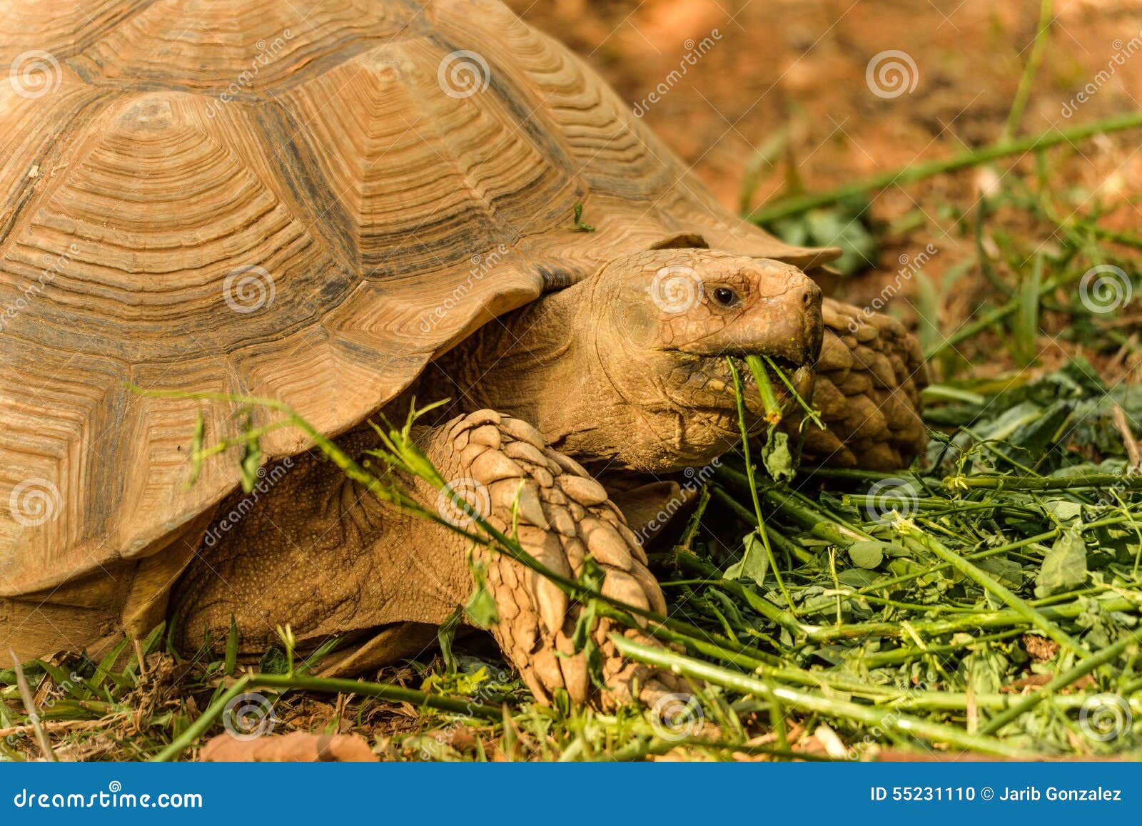 Great African Tortoise Eating Stock Photo - Image of earth, dirt: 55231110