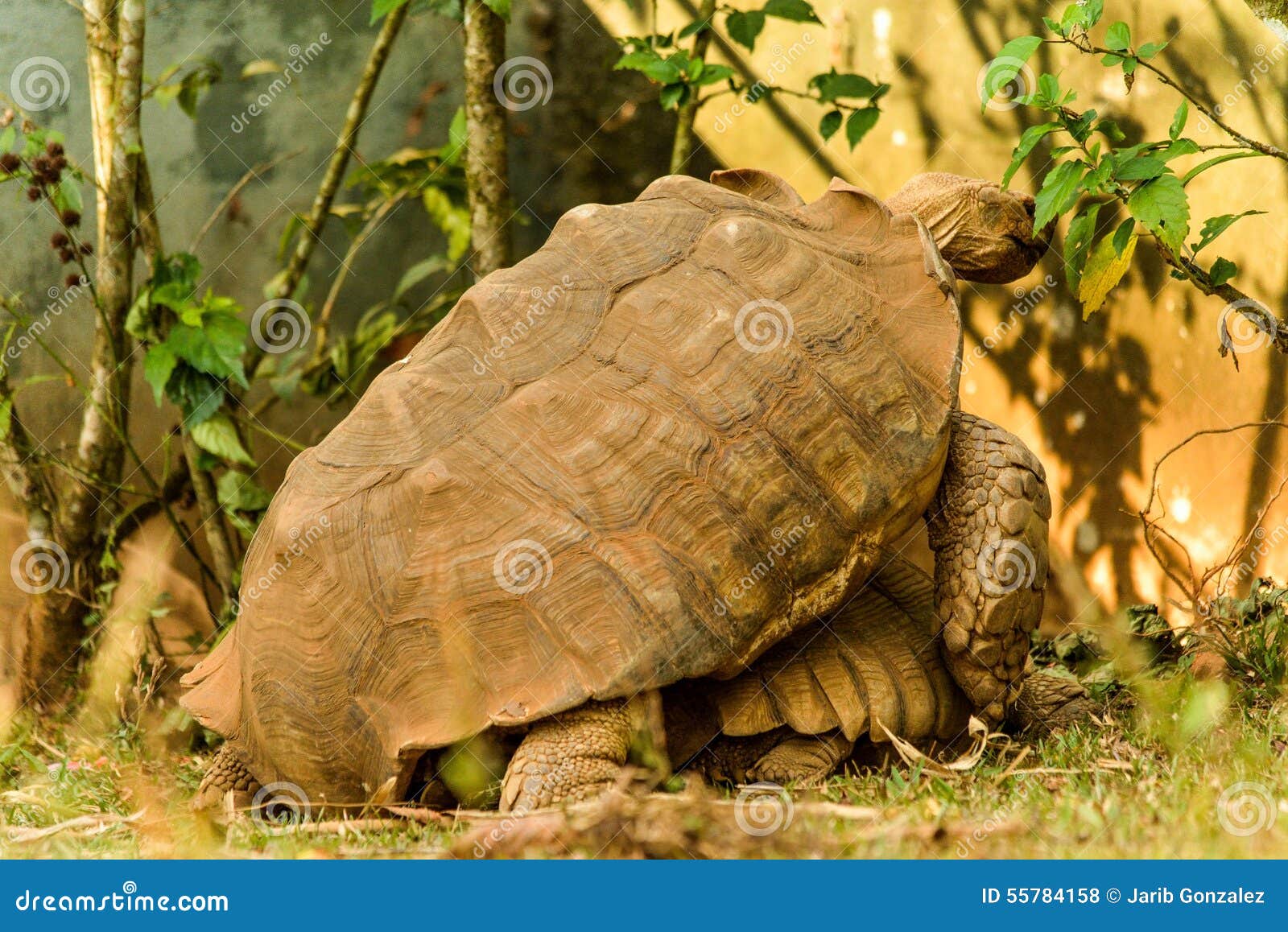 Great African Tortoise Mating Stock Photo - Image of dirt, nose: 55784158