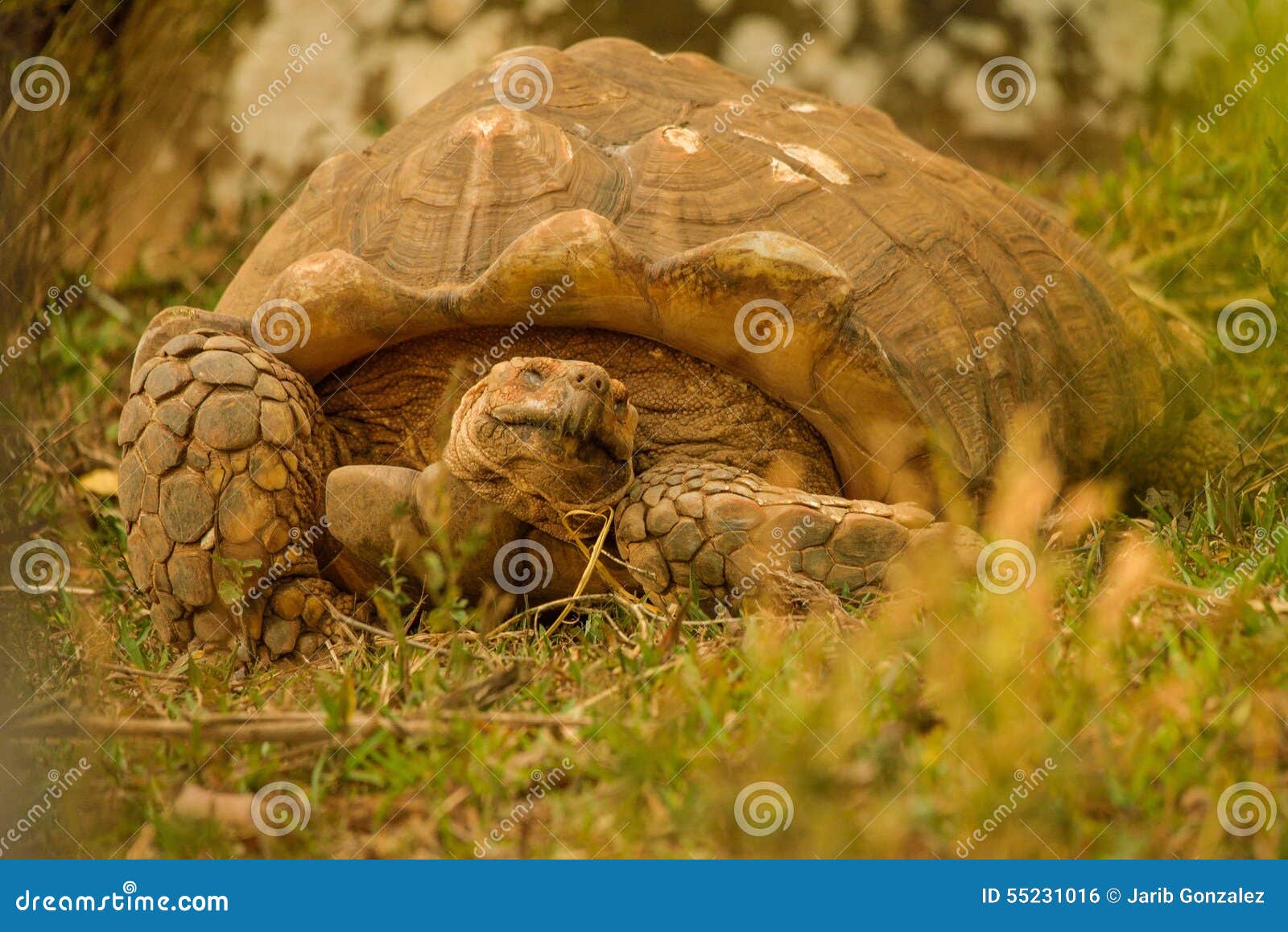 Great African Tortoise stock photo. Image of costa, grasslands - 55231016