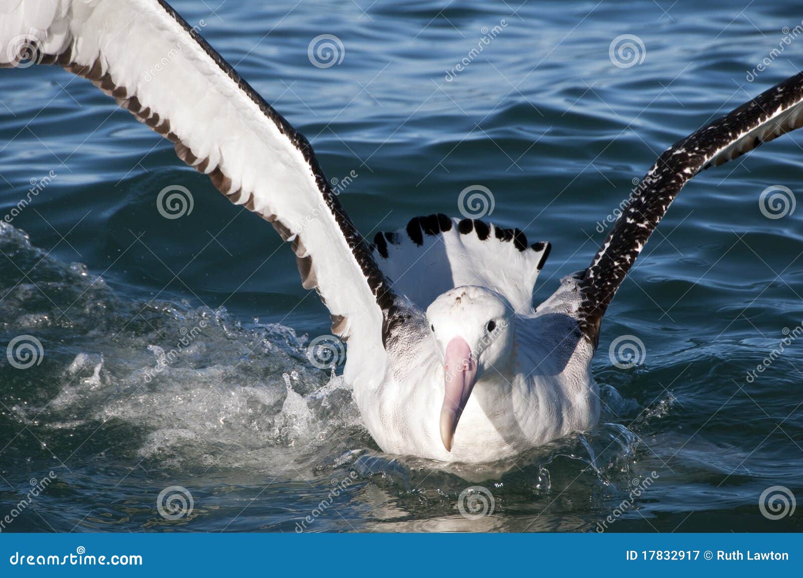 Great Albatross stock image. Image of landscape, horizon - 17832917