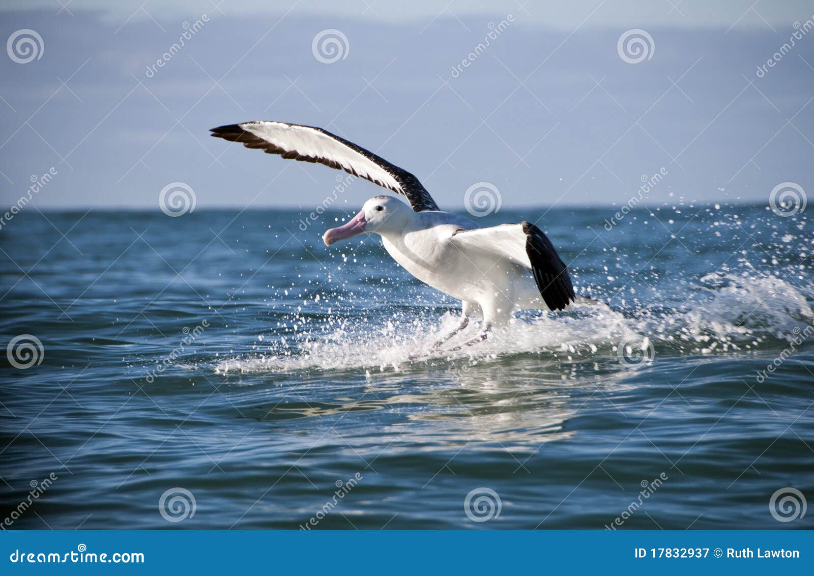Great Albatross stock image. Image of soar, bird, background - 17832937