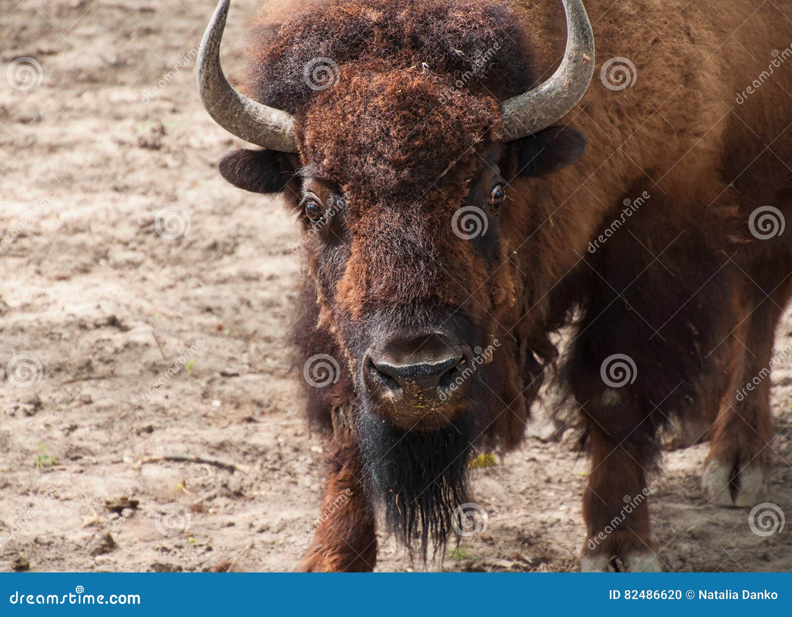Great American Bison Looking Forward Himself Stock Photo - Image of ...