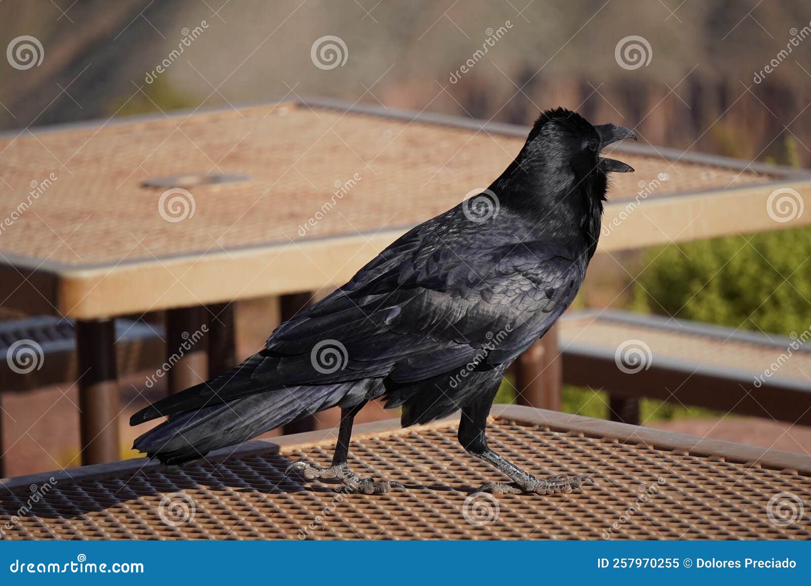 Great American Crow with Shiny Black Plumage Stock Image - Image of ...
