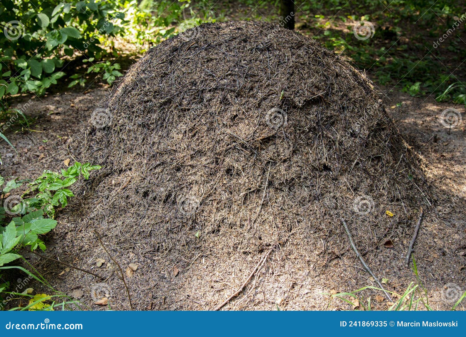Great Anthill in the Middle of the Forest, the Natural Structure of ...