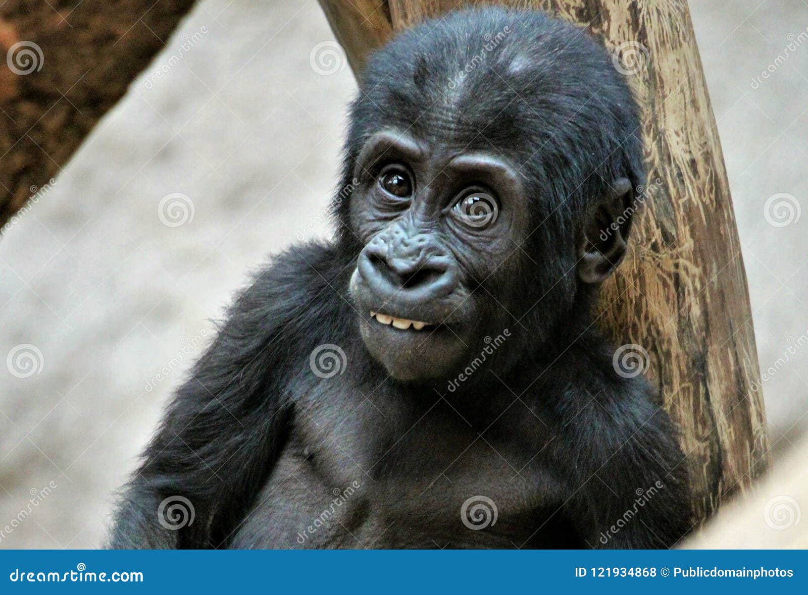 Great Ape, Mammal, Western Gorilla, Primate Picture. Image: 121934868