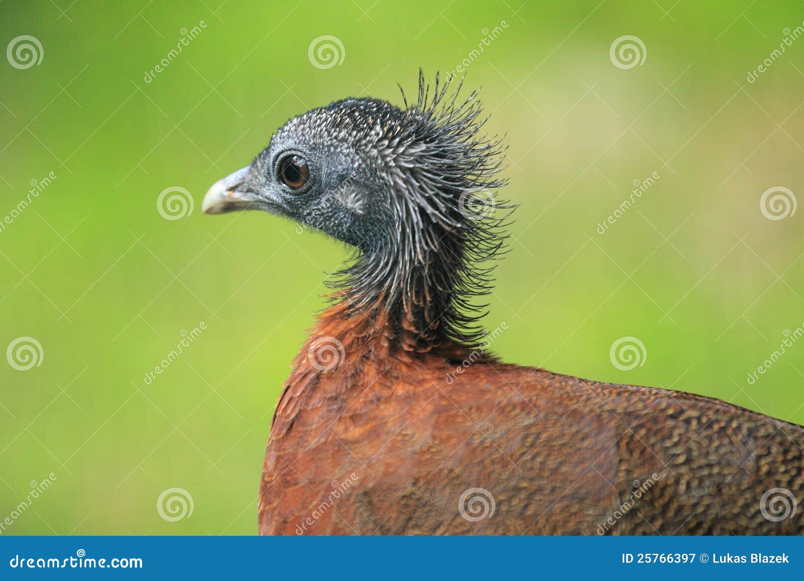 Great argus stock image. Image of phoenix, pheasant, detail - 25766397