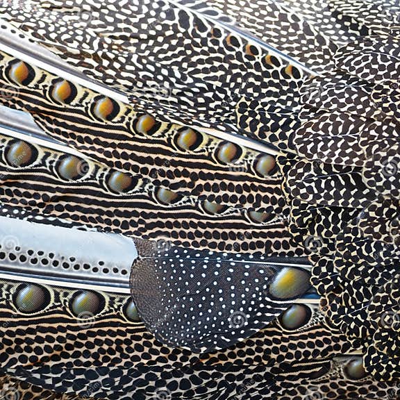 Great argus feathers stock photo. Image of wildlife, tropical - 42087774