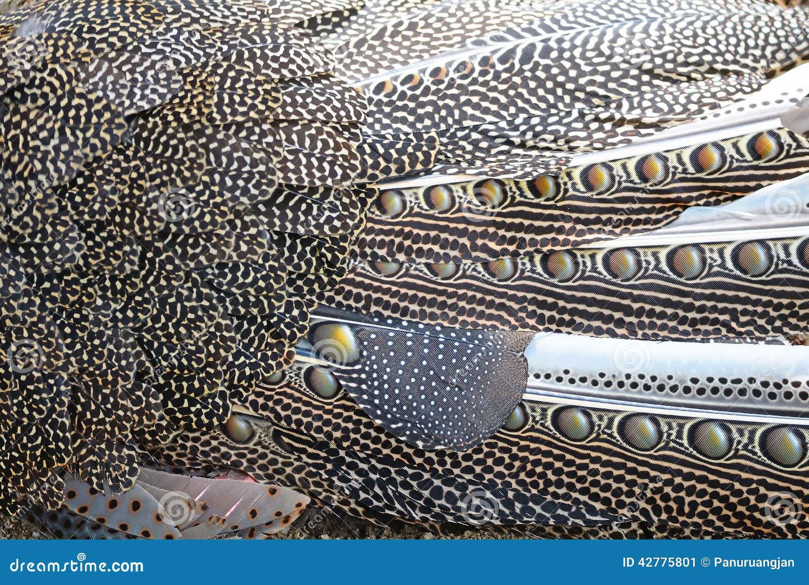 Great argus feathers stock image. Image of animal, great - 42775801