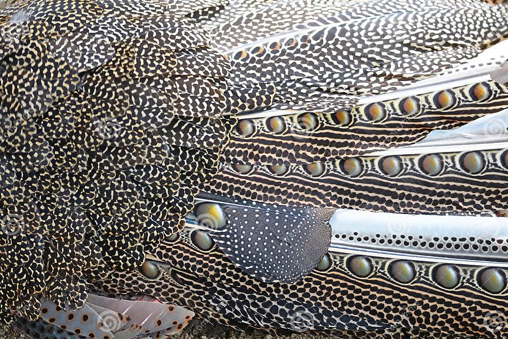 Great argus feathers stock image. Image of animal, great - 42775801