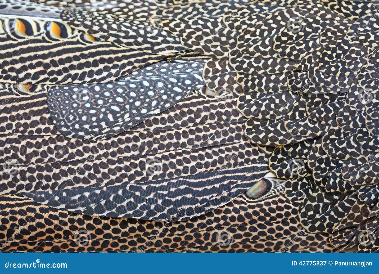 Great argus feathers stock image. Image of pheasant, animal - 42775837