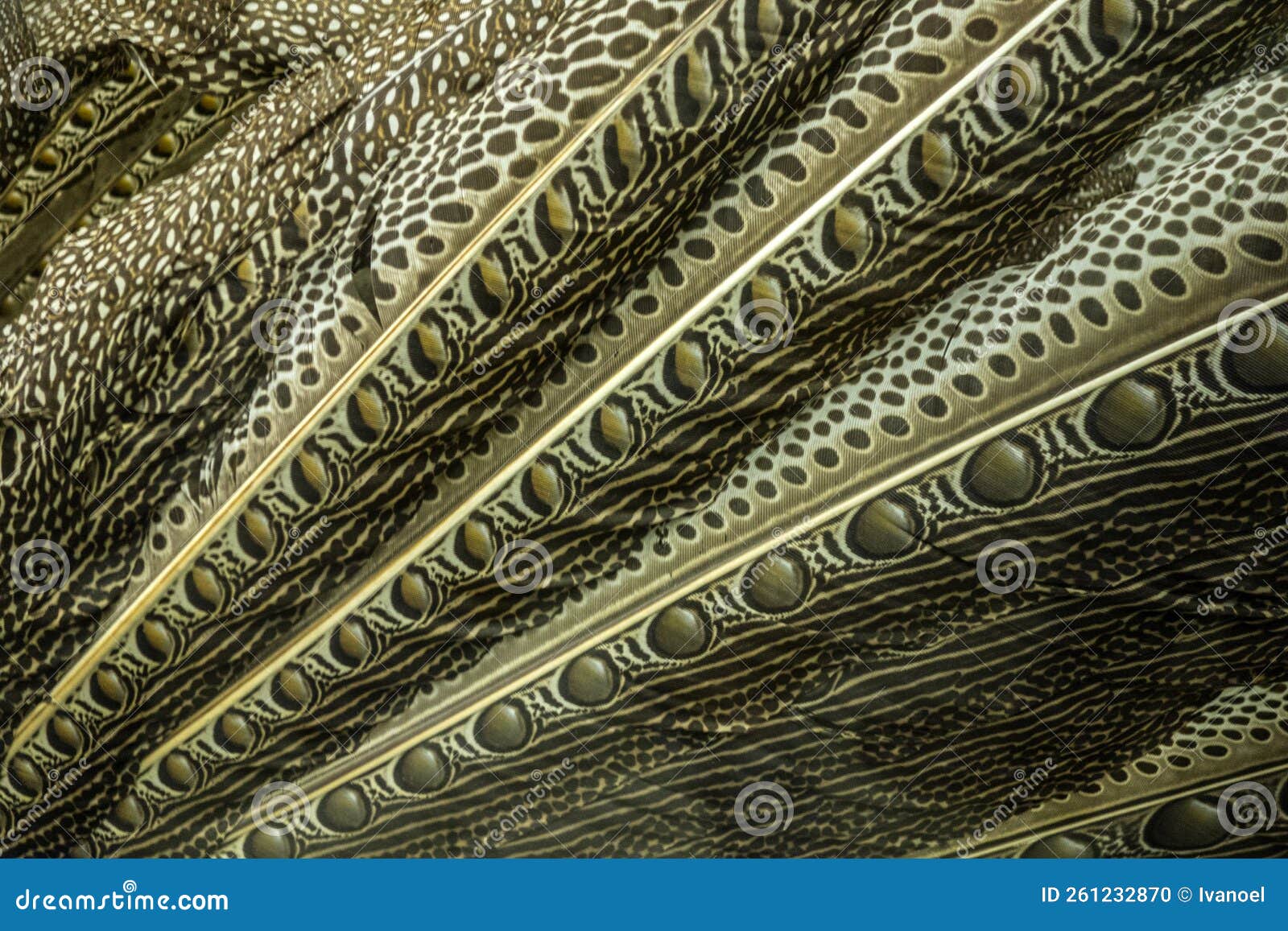 Great Argus Feathers Pattern Beautiful Background Stock Photo - Image ...