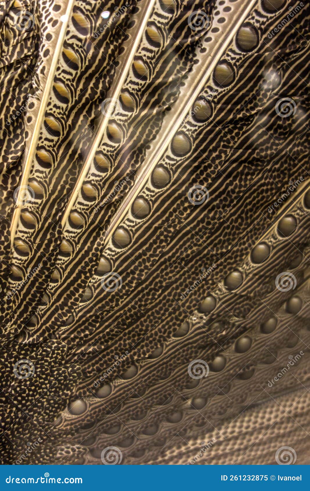 Great Argus Feathers Pattern Beautiful Background Stock Image - Image ...