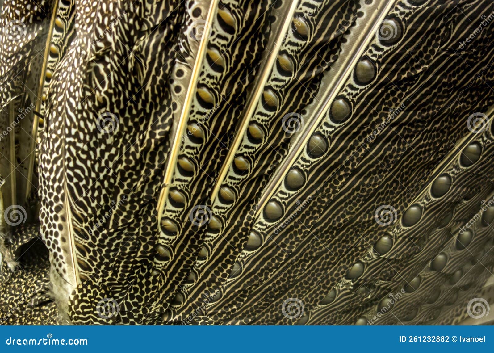 Great Argus Feathers Beautiful Pattern Stock Photo - Image of gold ...