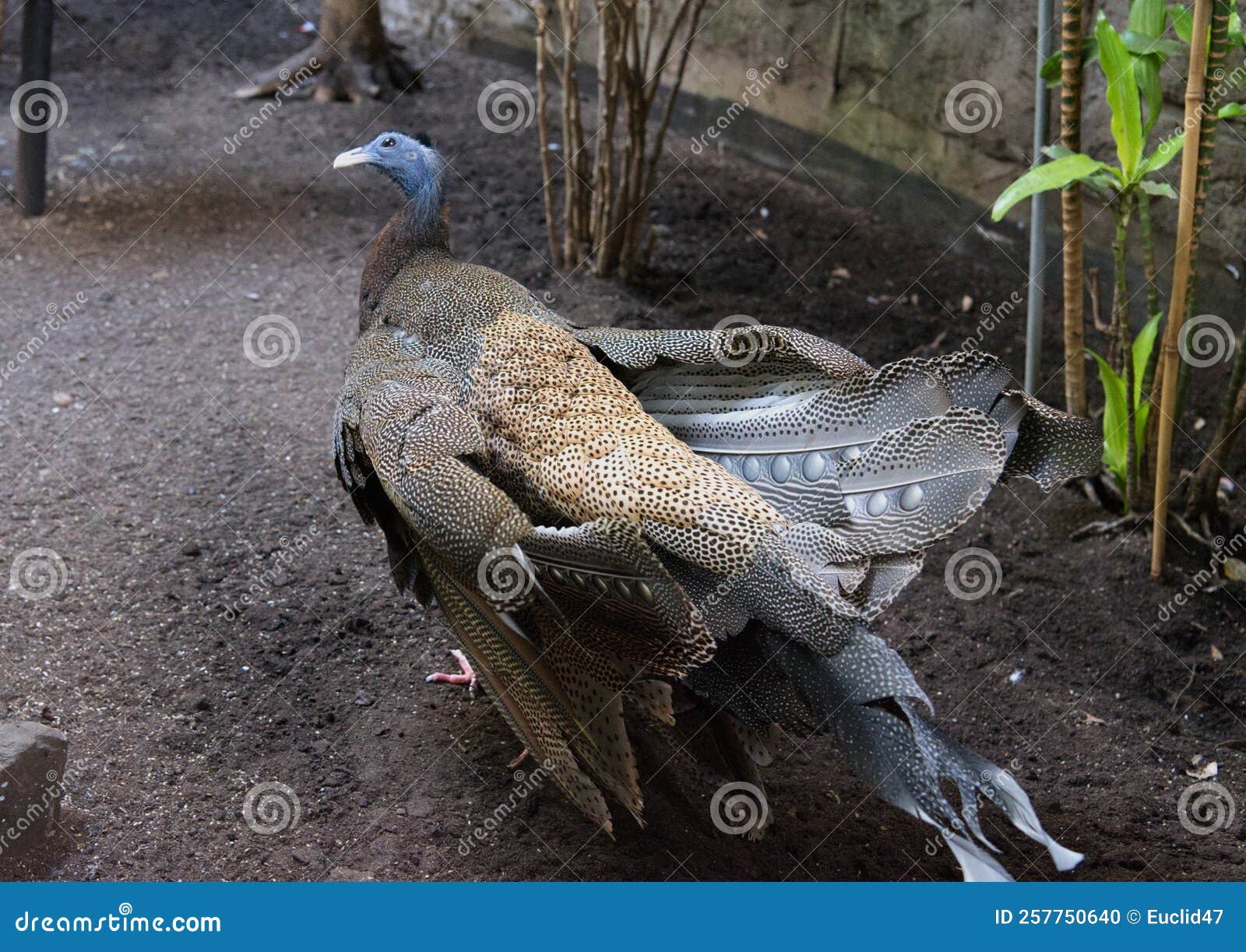 Great Argus stock photo. Image of single, wild, plumage - 257750640