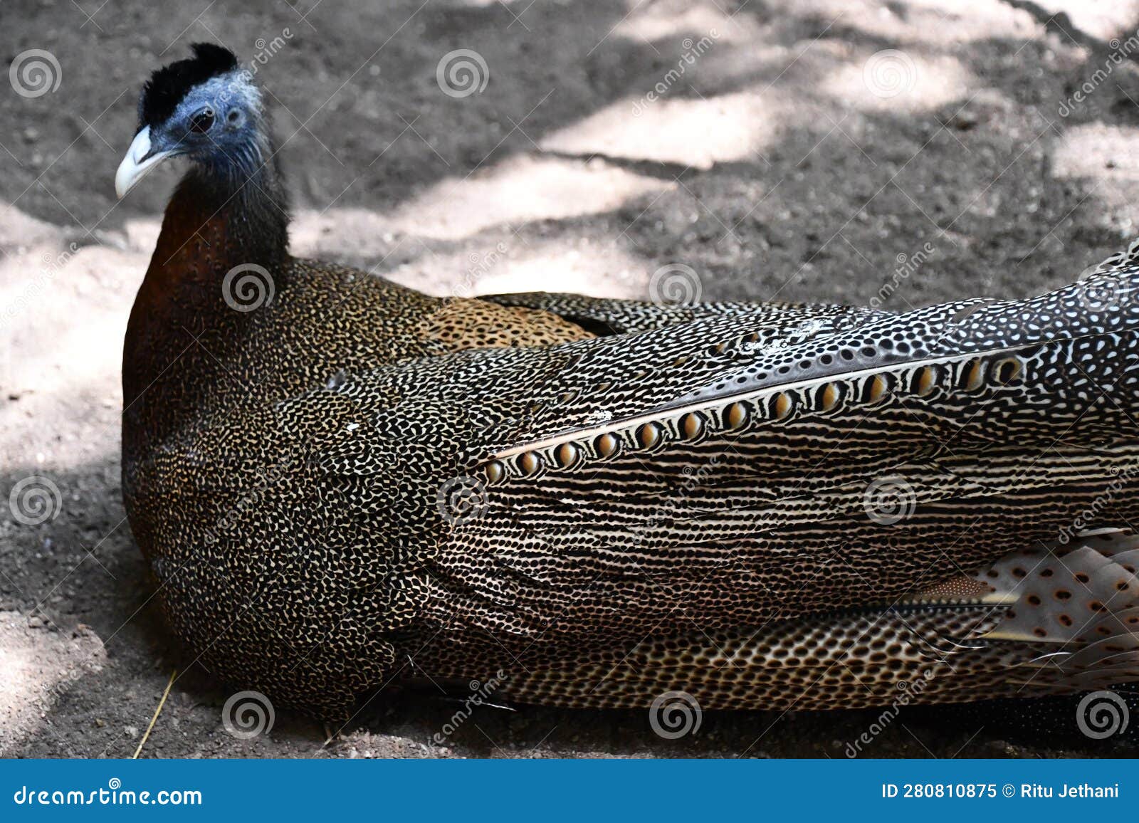 A Great Argus Pheasant stock image. Image of head, forest - 280810875
