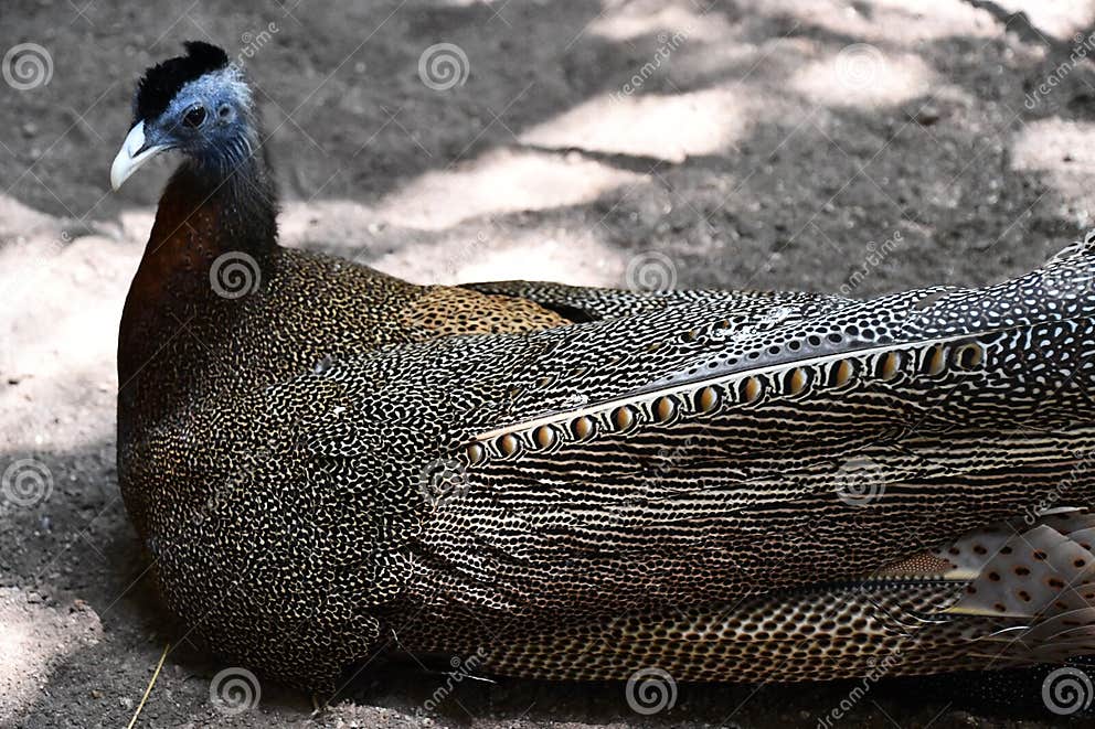 A Great Argus Pheasant stock image. Image of head, forest - 280810875