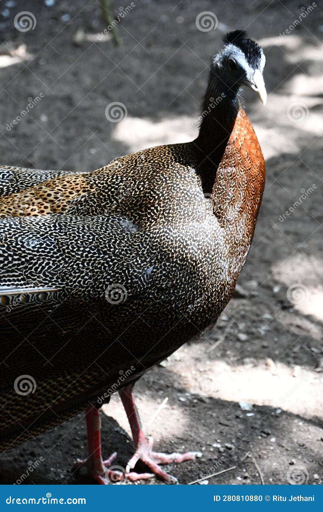 A Great Argus Pheasant stock photo. Image of malayan - 280810880