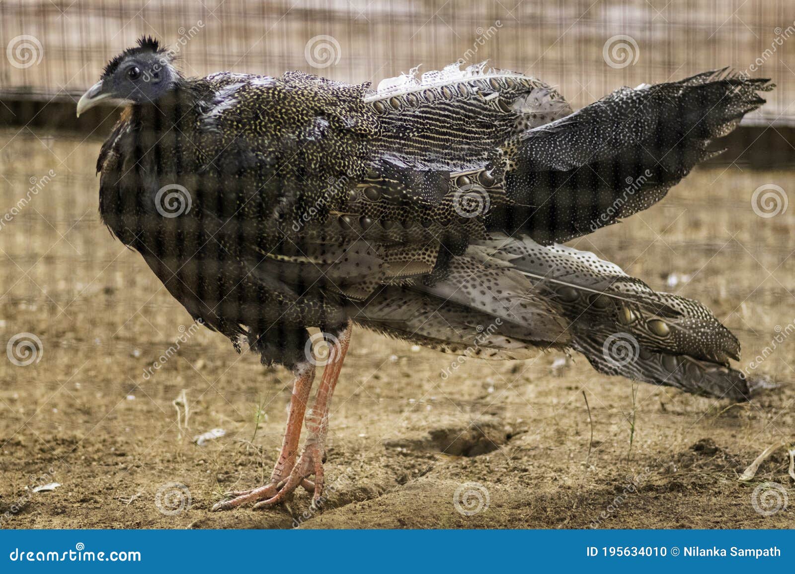 Great Argus Pheasant Bird Standing Still and Watching Stock Photo ...