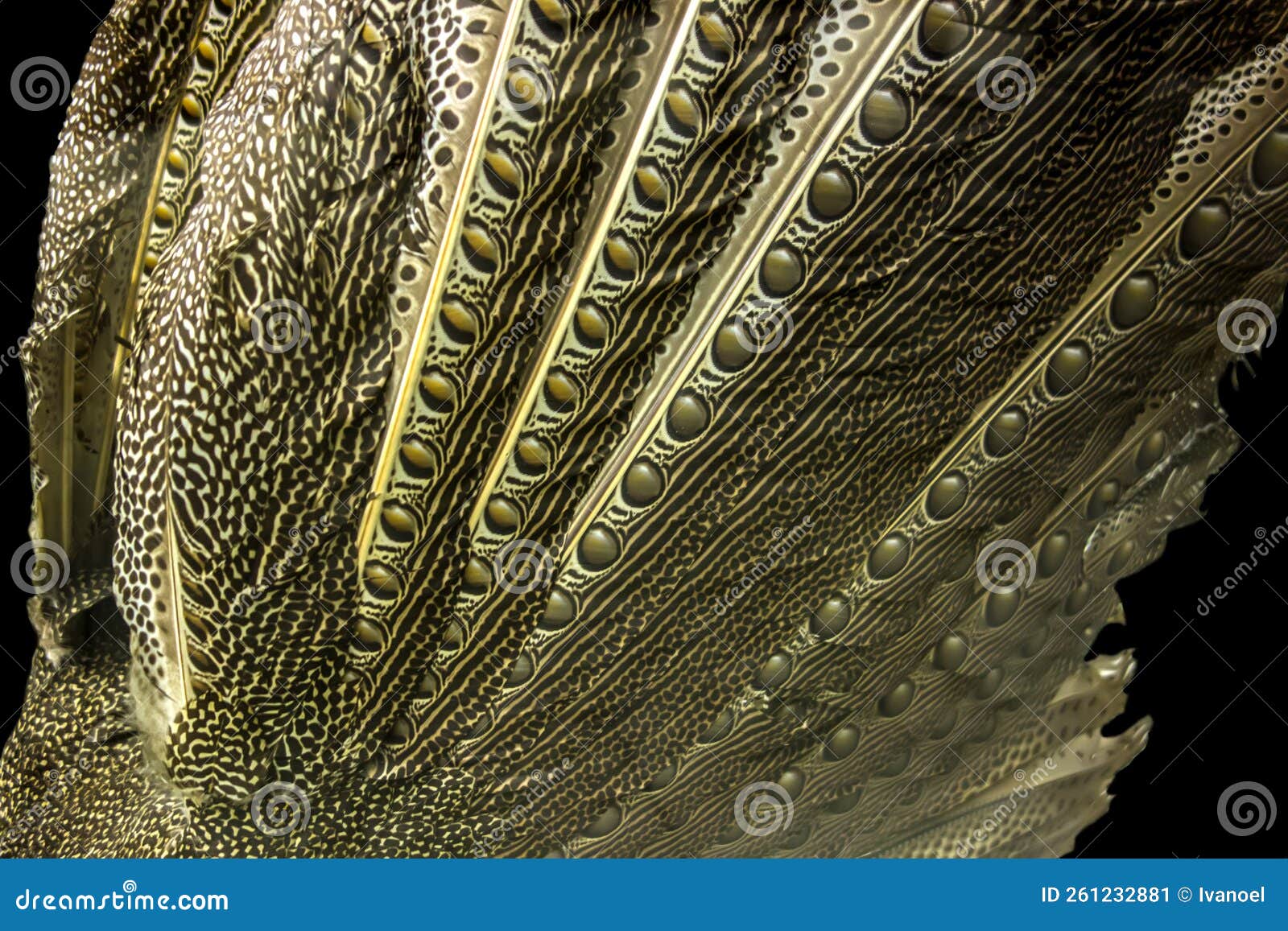 Great Argus Tail Feathers Closeup Isolated on Black Background Stock ...