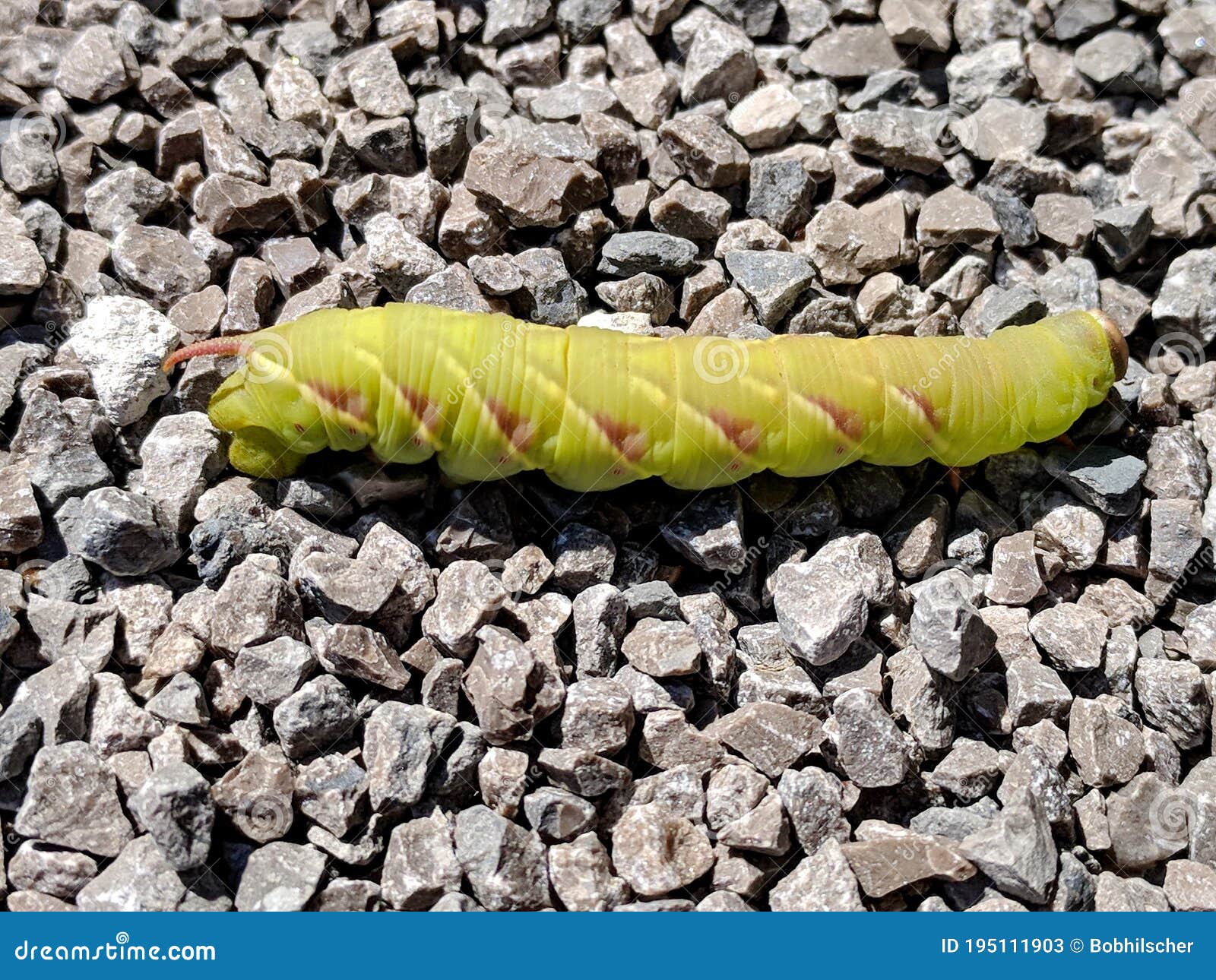 Great Ash Sphinx Moth Caterpillar Stock Image - Image of worm, nature ...