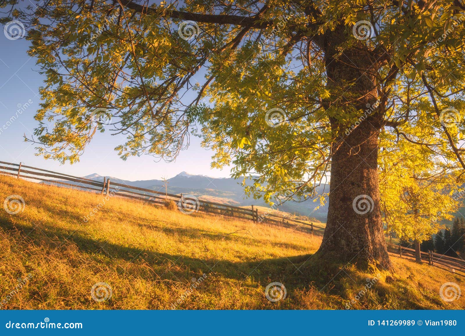 Great Ash Tree in a Mountain Valley Stock Image - Image of misty, dawn ...