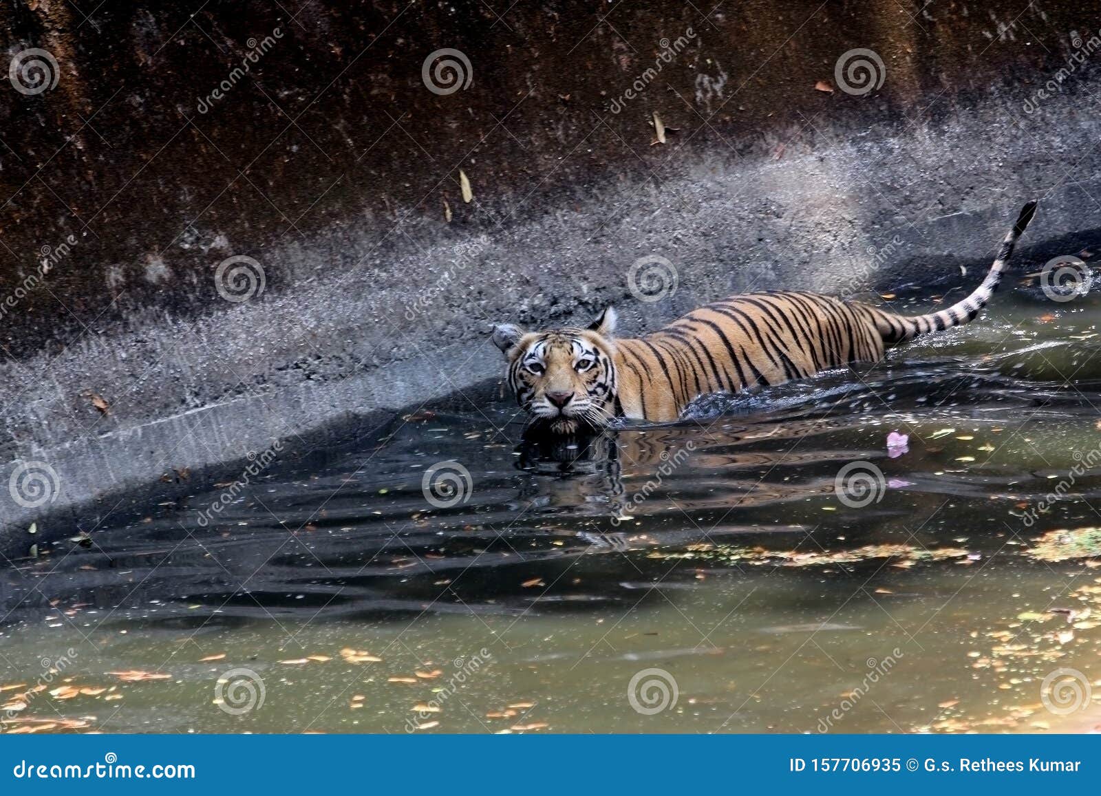 Great Asian Tiger Cooling in Pond Water Stock Image - Image of tiger ...