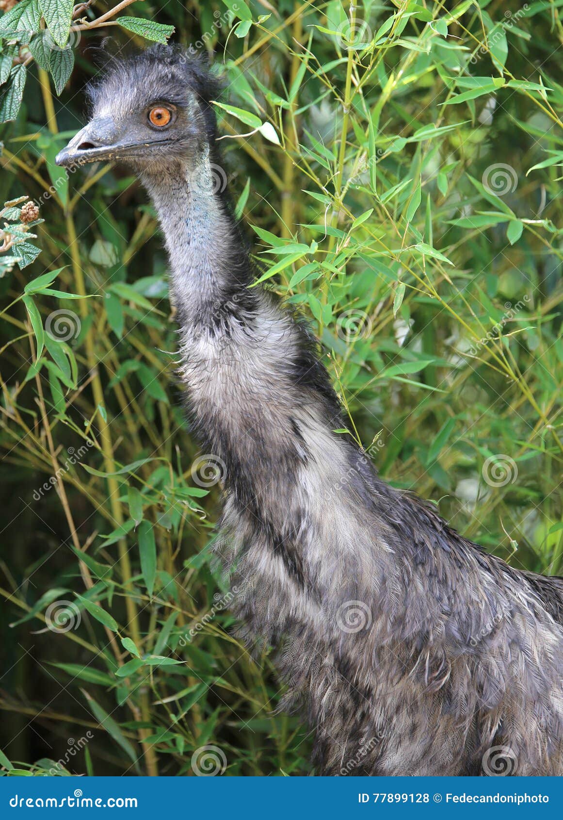 Great Australian Emu Forest Stock Photos - Free & Royalty-Free Stock ...