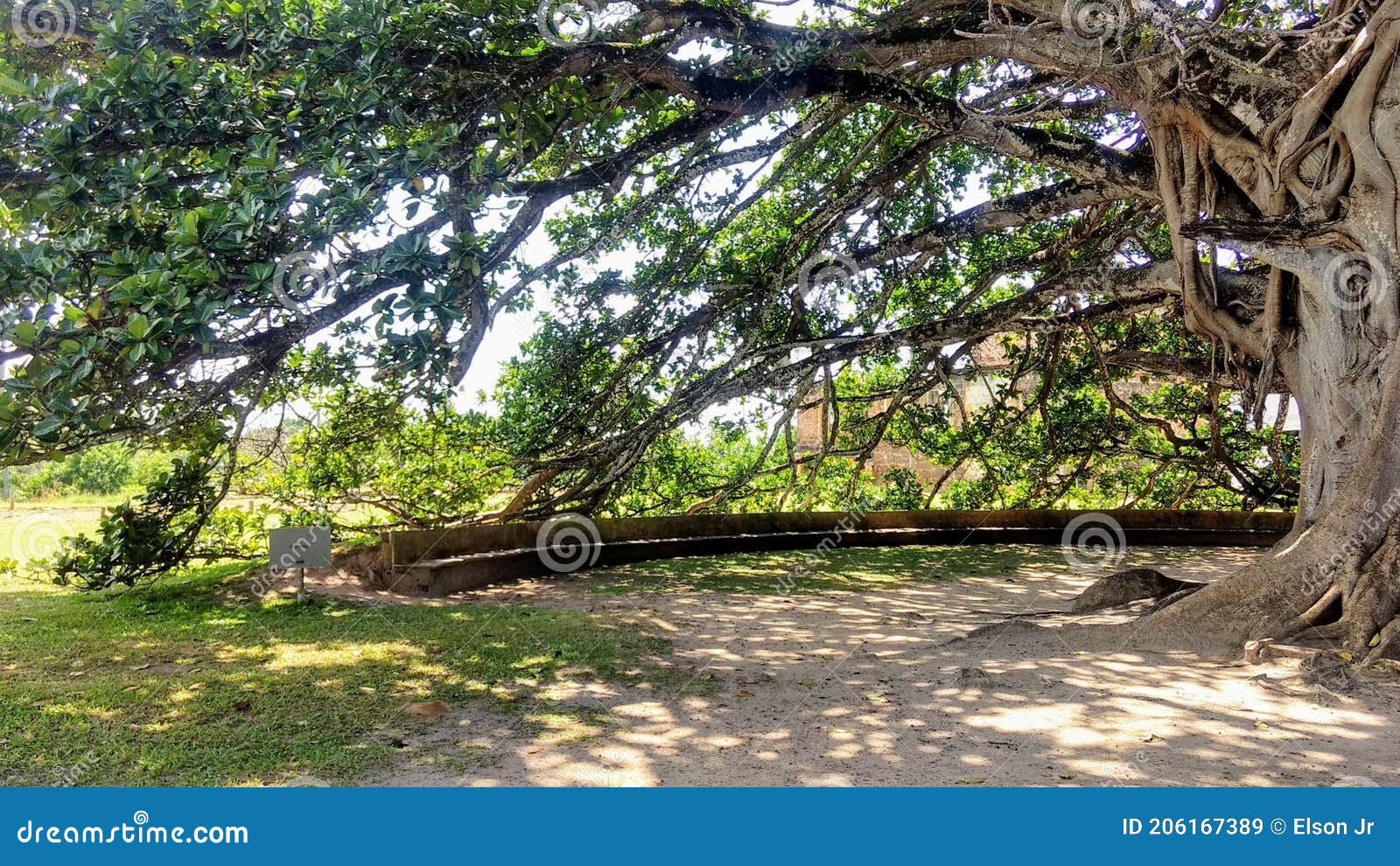 The great Bahia Tree stock image. Image of forest, yard - 206167389