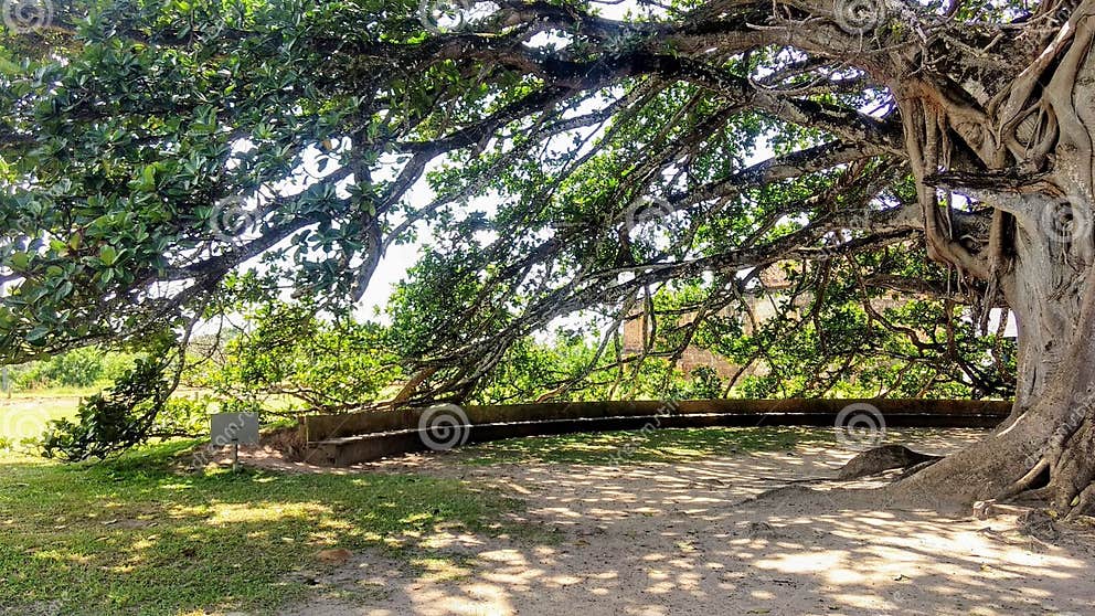 The great Bahia Tree stock image. Image of forest, yard - 206167389