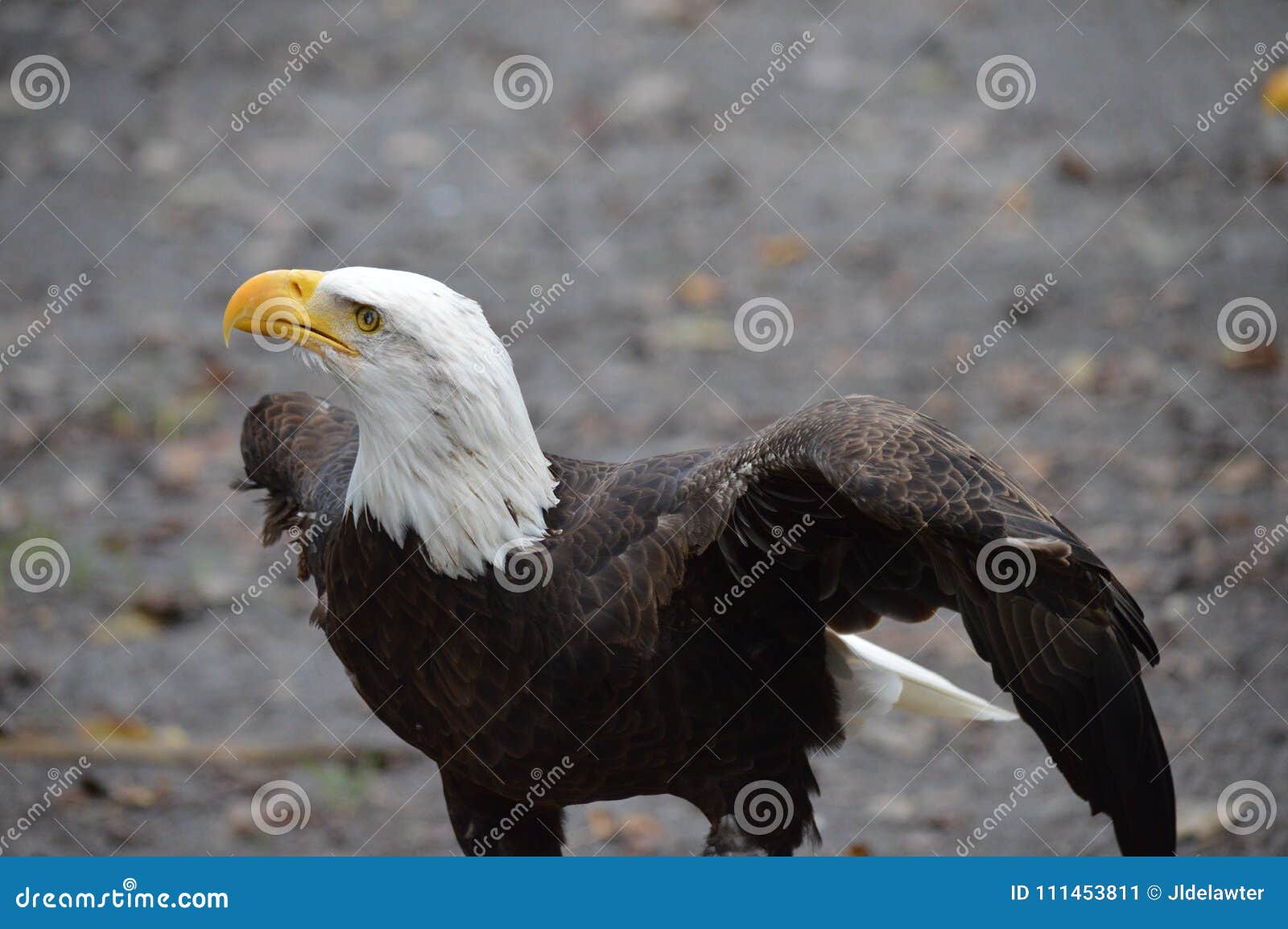 Great Bald Eagle stock image. Image of injur, eagle - 111453811