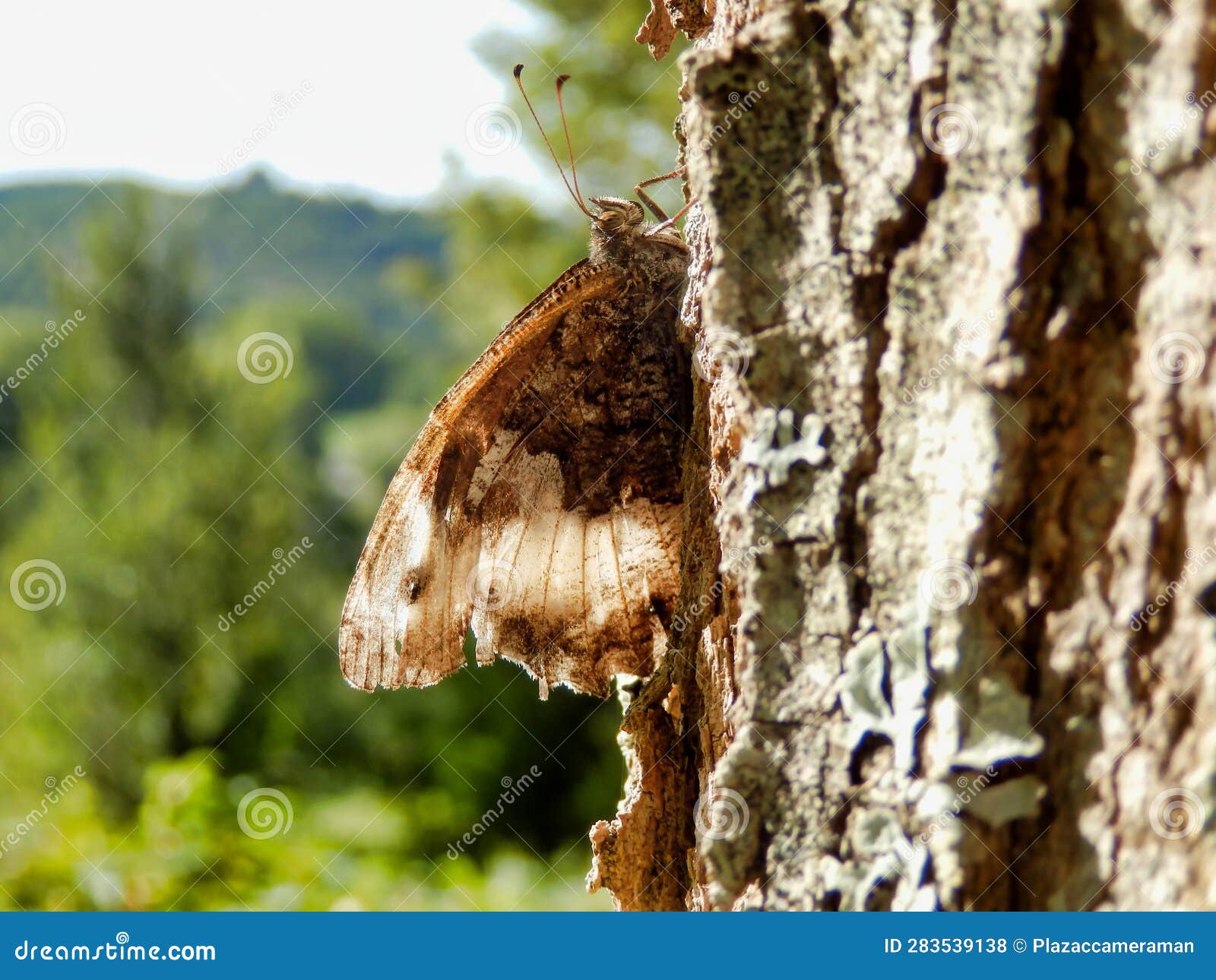 Great Banded Grayling stock photo. Image of banded, circe - 283539138