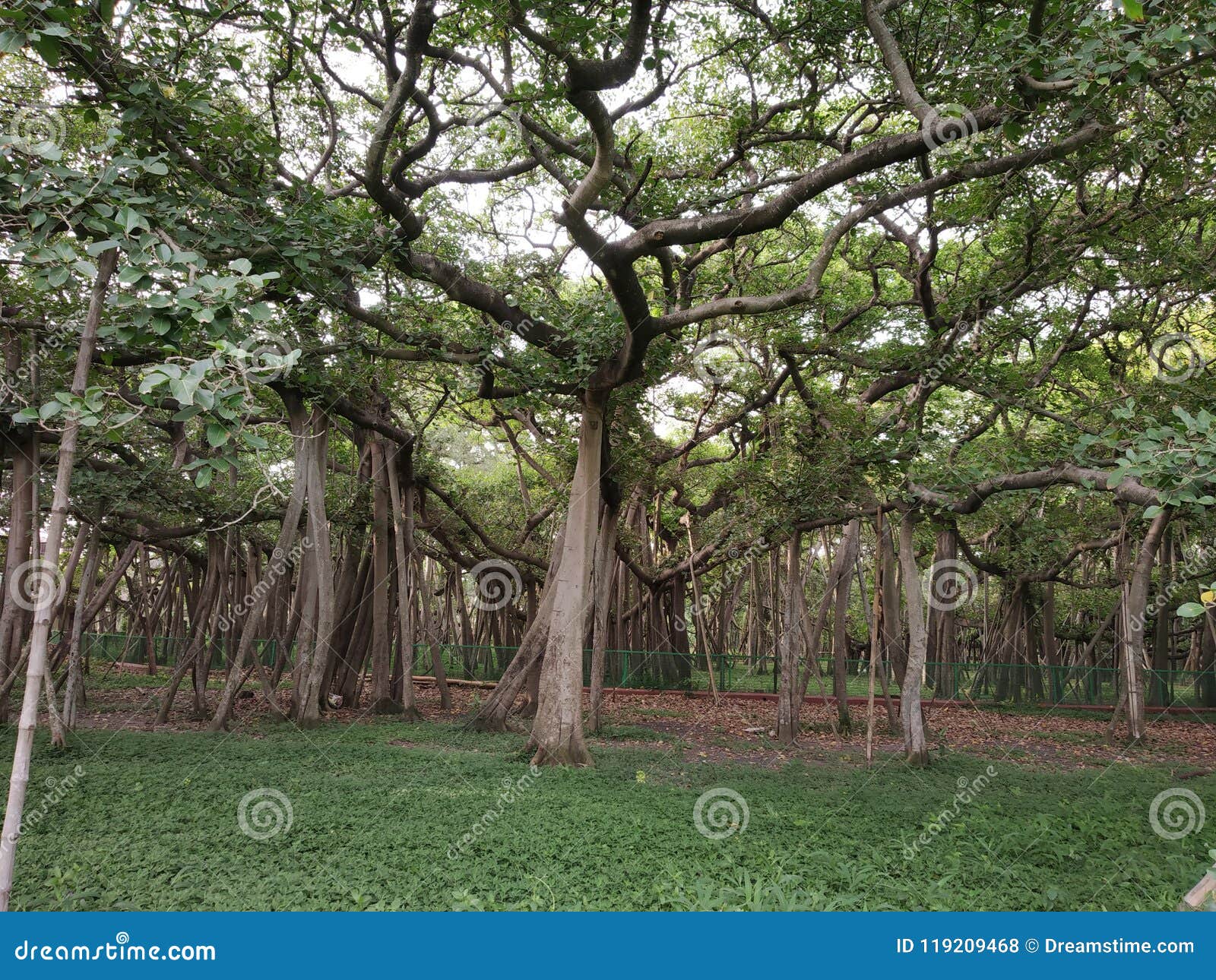 Benyan Tree Stock Photos - Free & Royalty-Free Stock Photos from Dreamstime