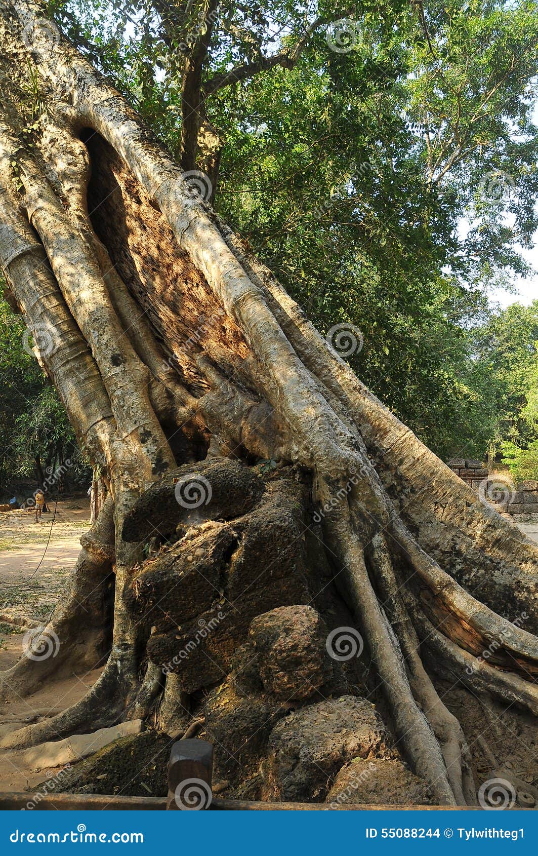 Great Banyan Tree, Cambodia Stock Photo - Image of ancient, cambodia ...