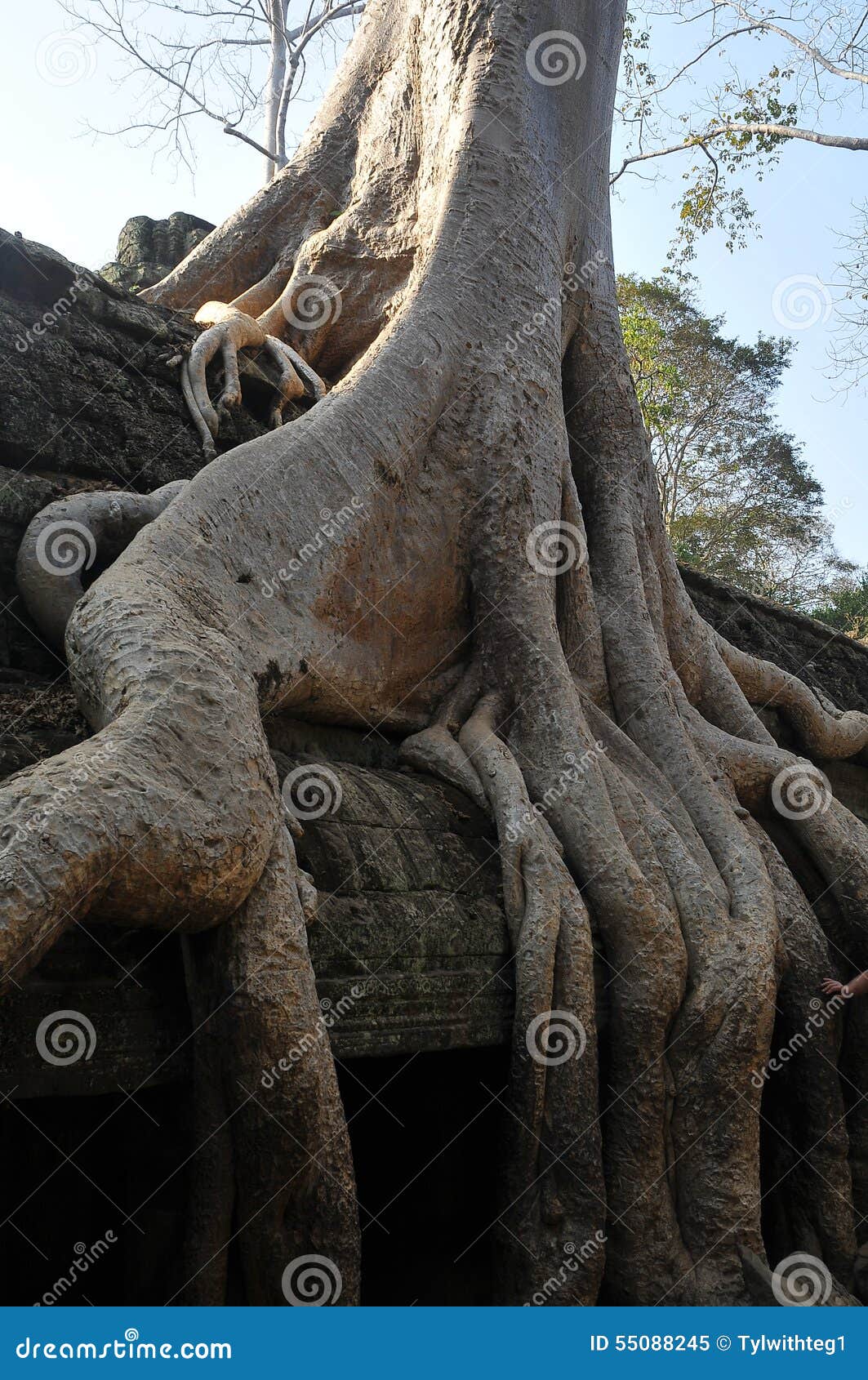 Great Banyan Tree, Cambodia Stock Image - Image of tree, tropic: 55088245
