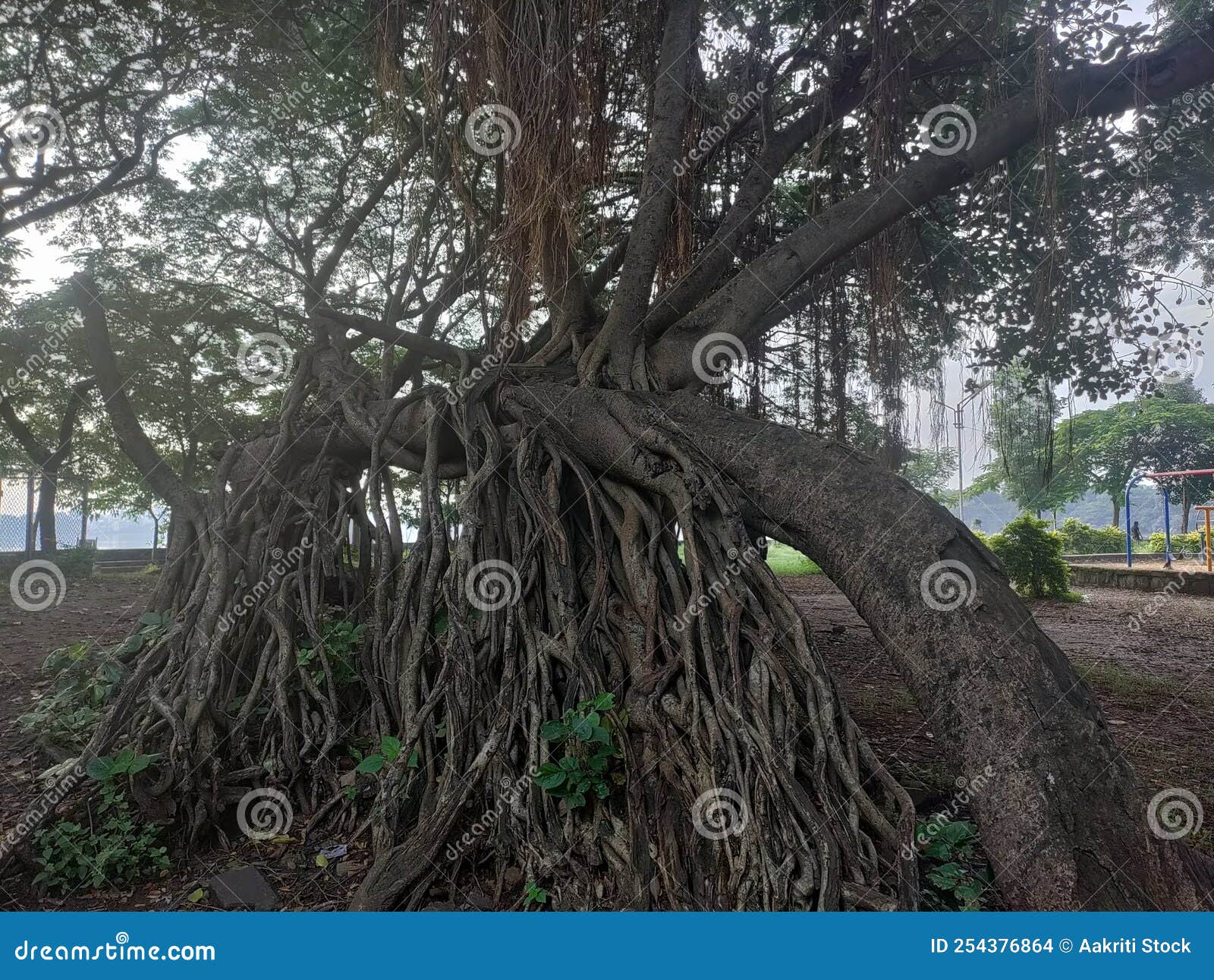The Great Banyan is a Banyan Tree (Ficus Benghalensis) Stock Photo ...