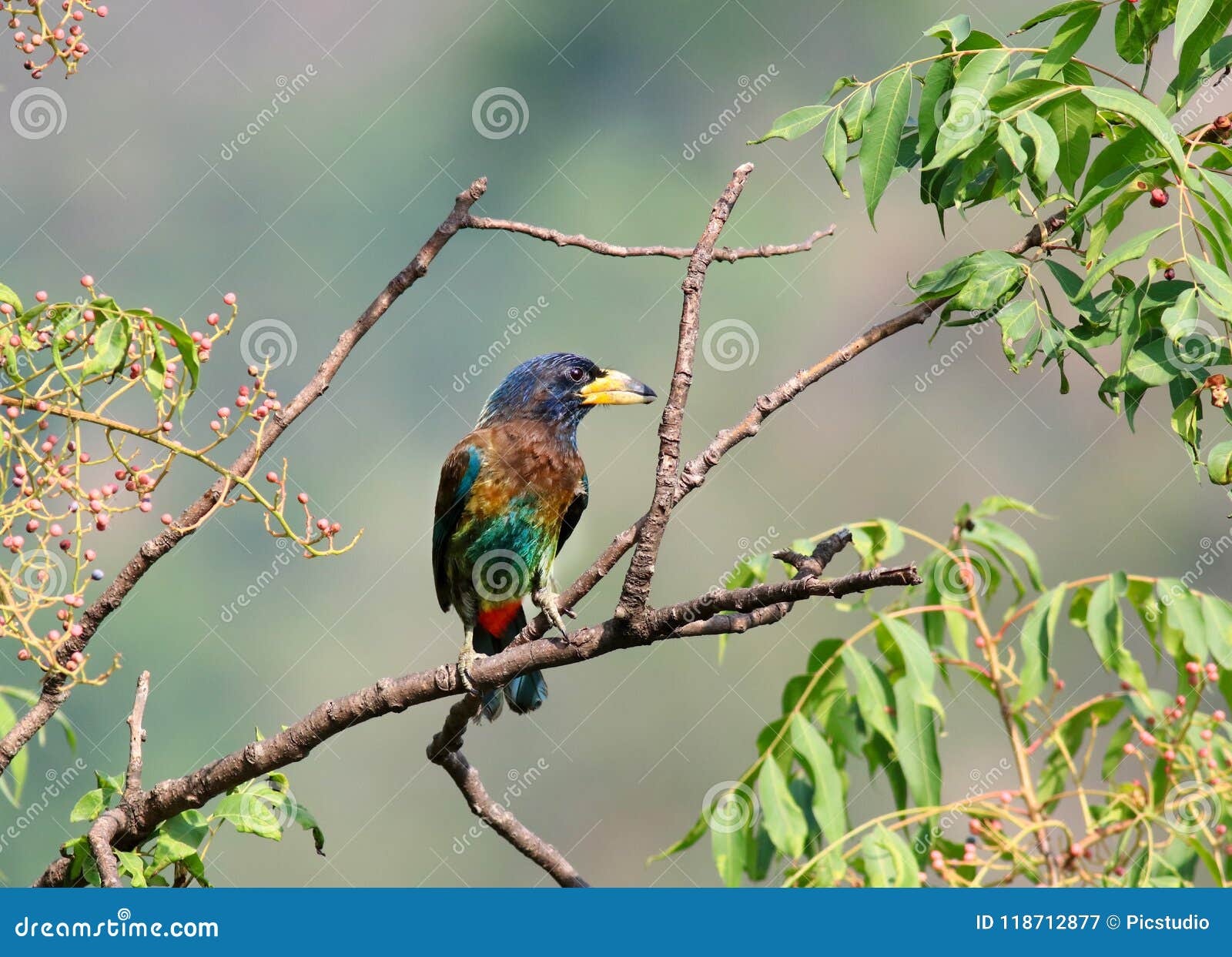 Great barbet stock image. Image of feathers, wild, tree - 118712877