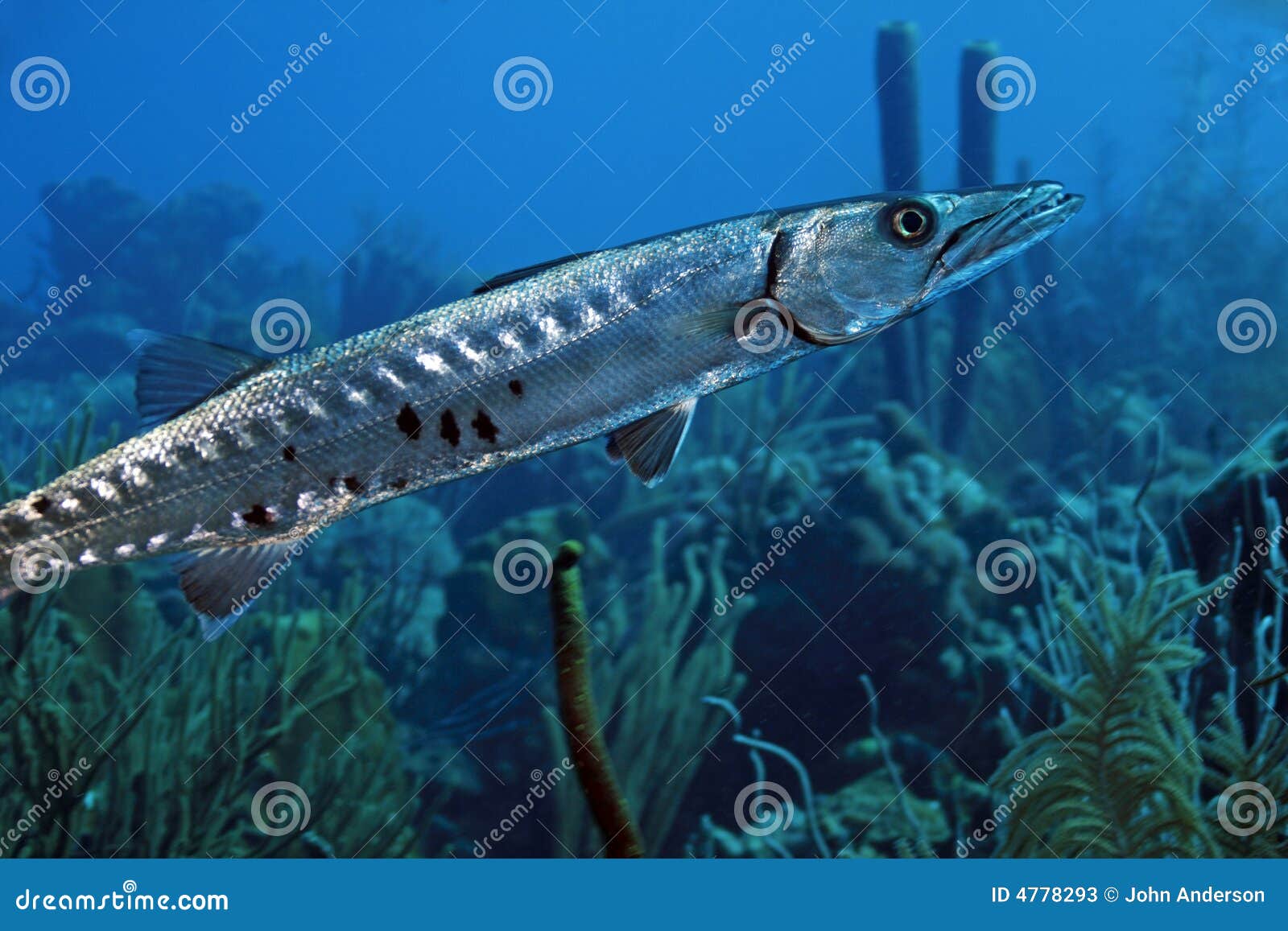 Great Barracuda Or Sphyraena Barracuda, Also Known As Giant Barracuda ...