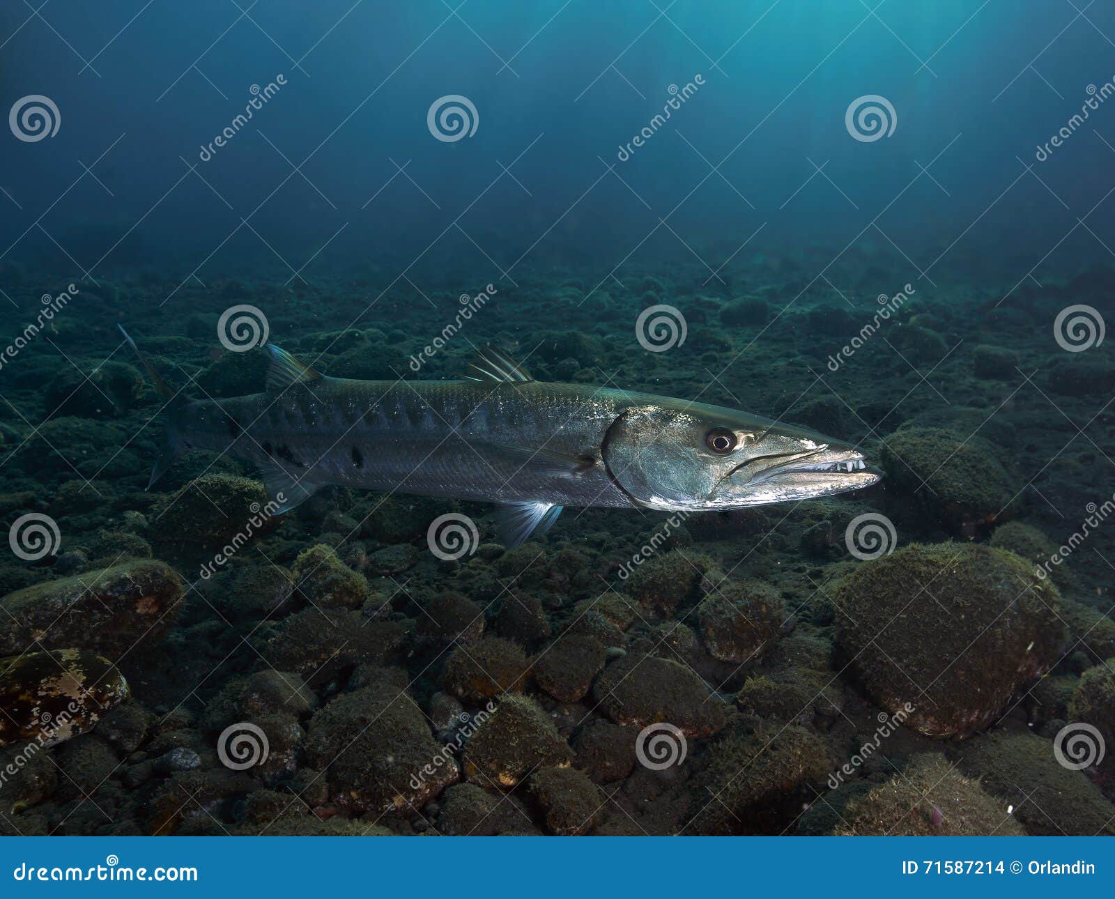 Great barracuda stock photo. Image of marine, vivid, trip - 71587214