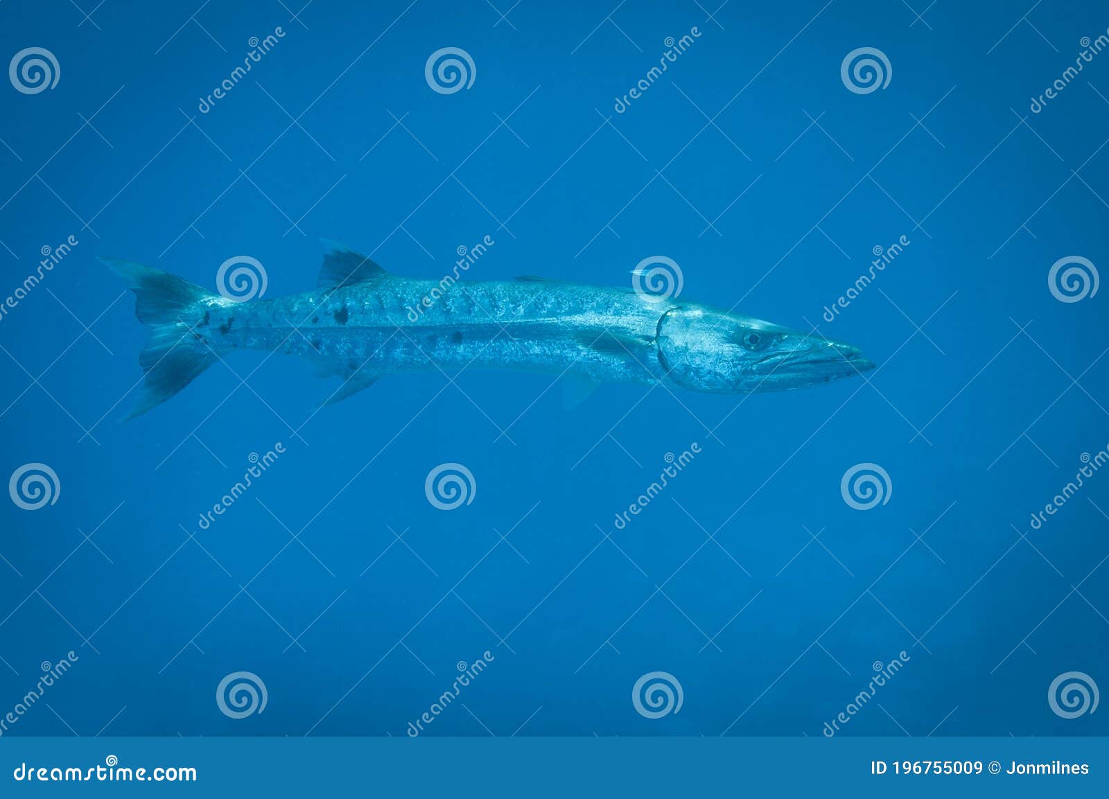 Great Barracuda in the Deap Blue Stock Image - Image of dive, wildlife ...