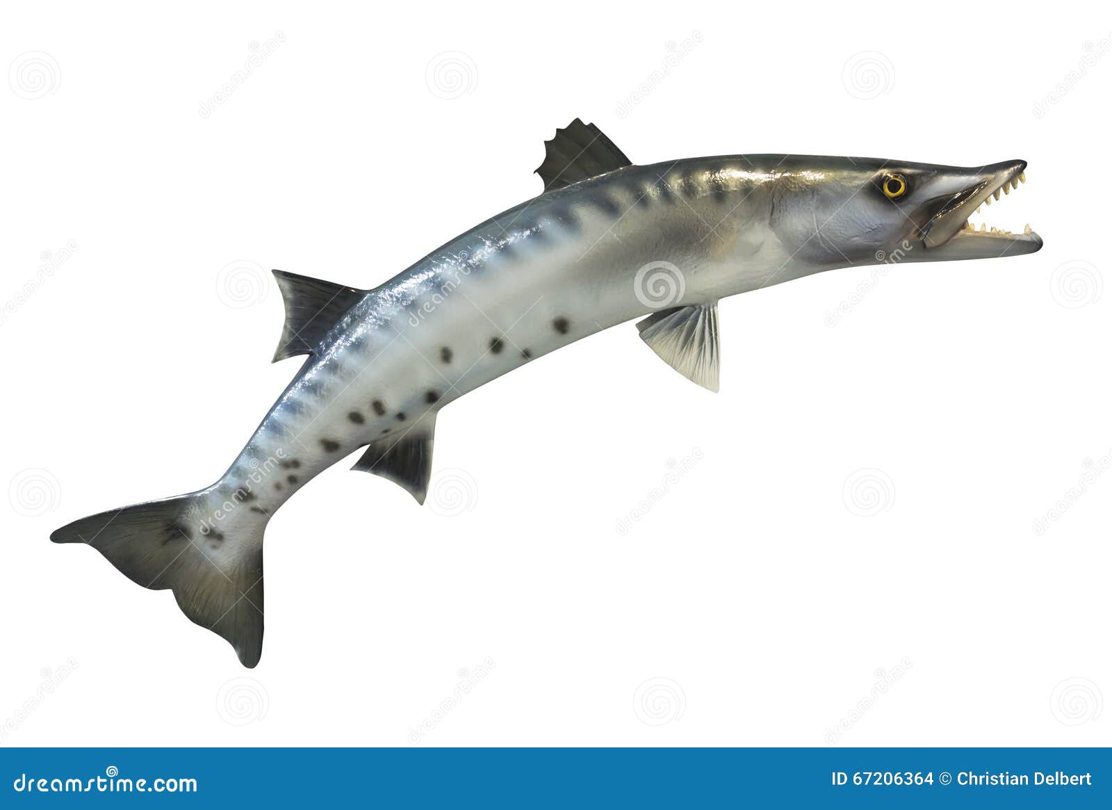 Great Barracuda Fish, Isolated Stock Photo - Image of predator, teeth ...