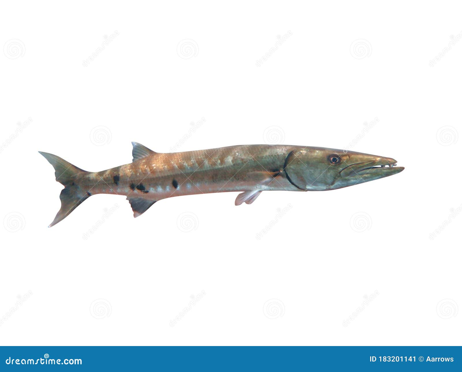 Great Barracuda Fish in Ocean Bali Stock Image - Image of travel ...