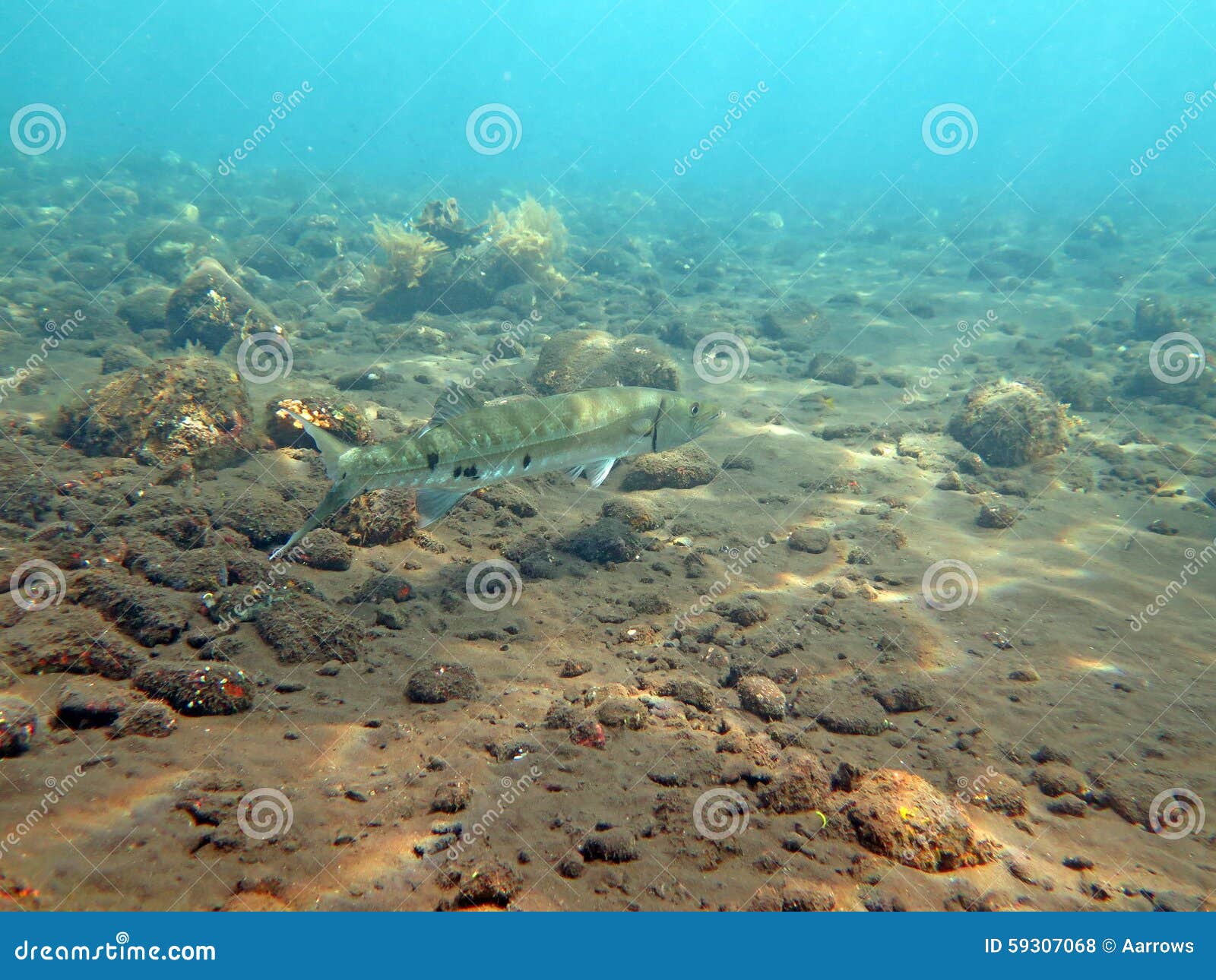 Great Barracuda Fish in Ocean Bali Stock Photo - Image of scuba, bali ...