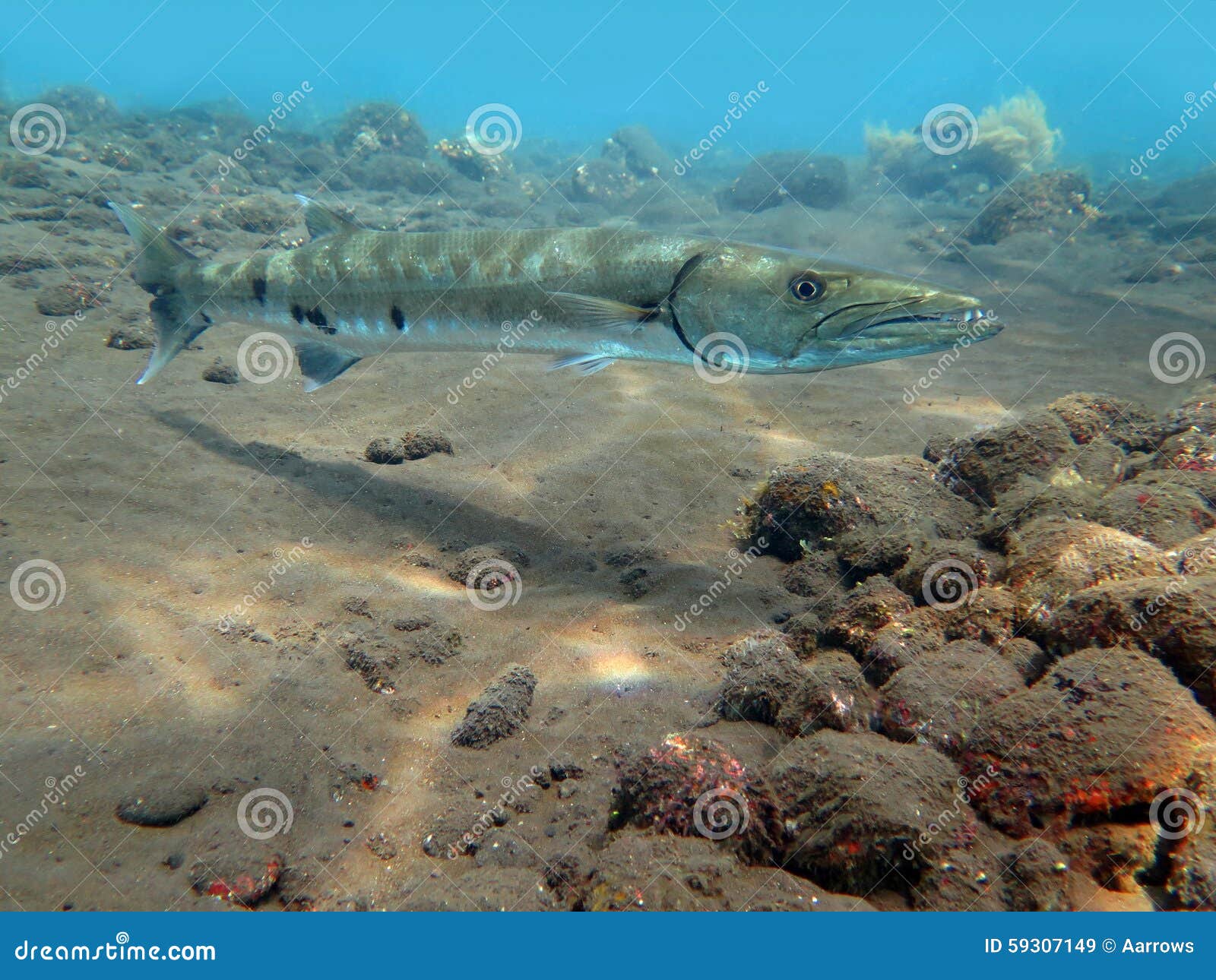 Great Barracuda Fish in Ocean Bali Stock Image - Image of accident ...