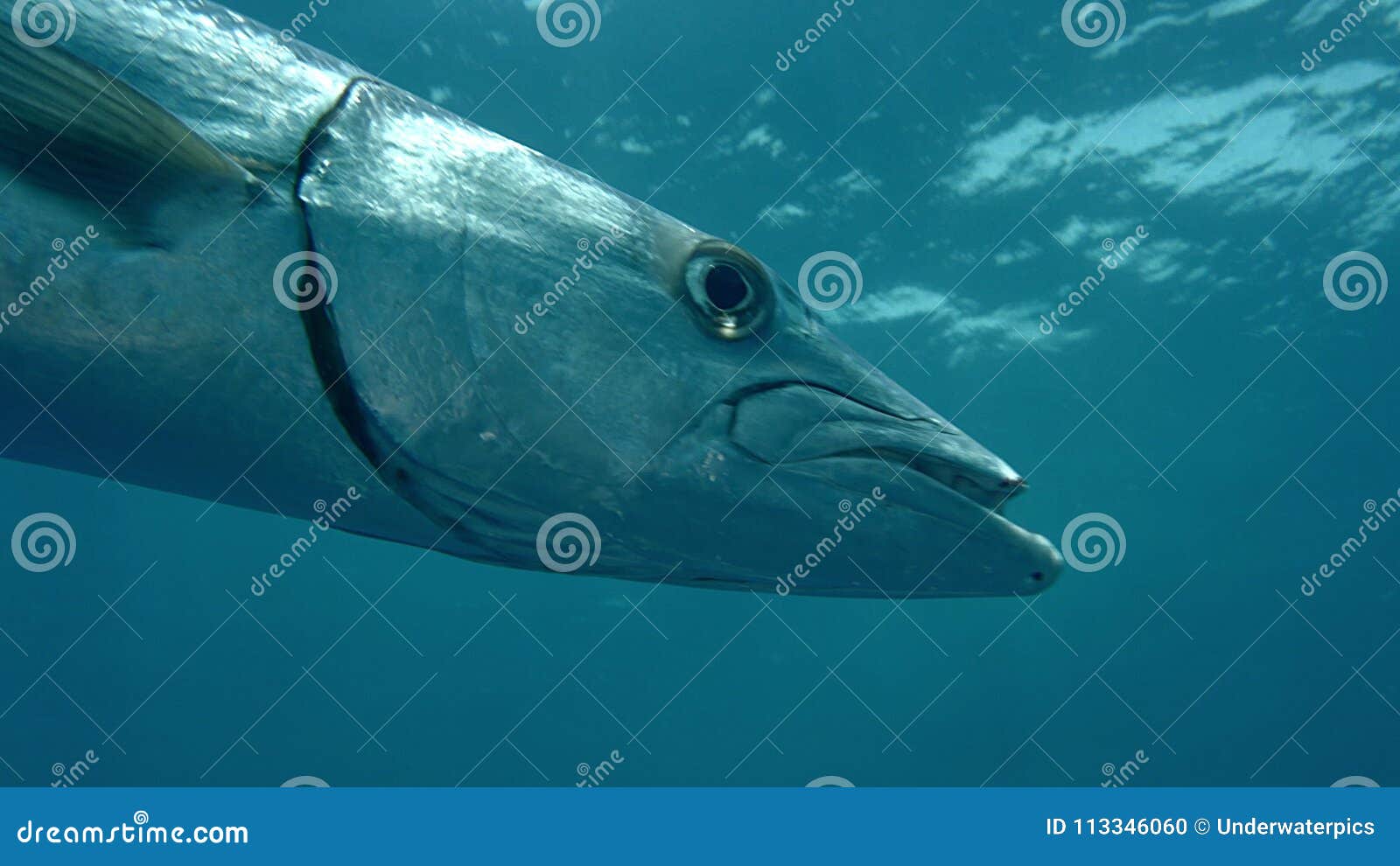 Barracuda / Fish / Underwater Stock Footage - Video of ocean, tropical ...