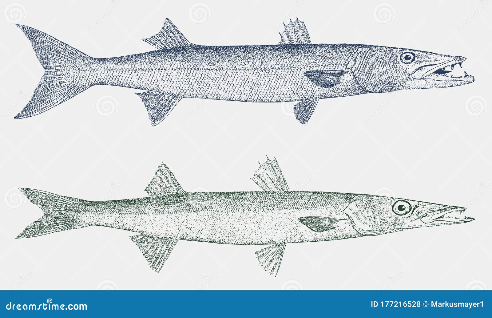 Great Barracuda and Northern Sennet in Side View Stock Vector ...