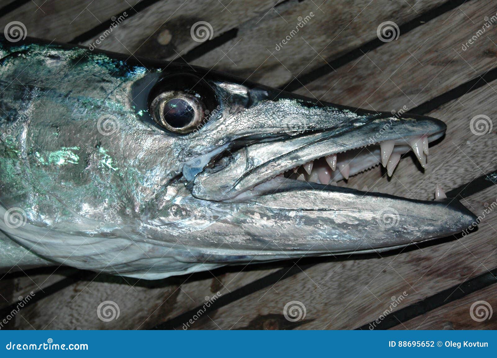 Great Barracuda with Sharp Teeth Stock Photo - Image of diver, anemone ...